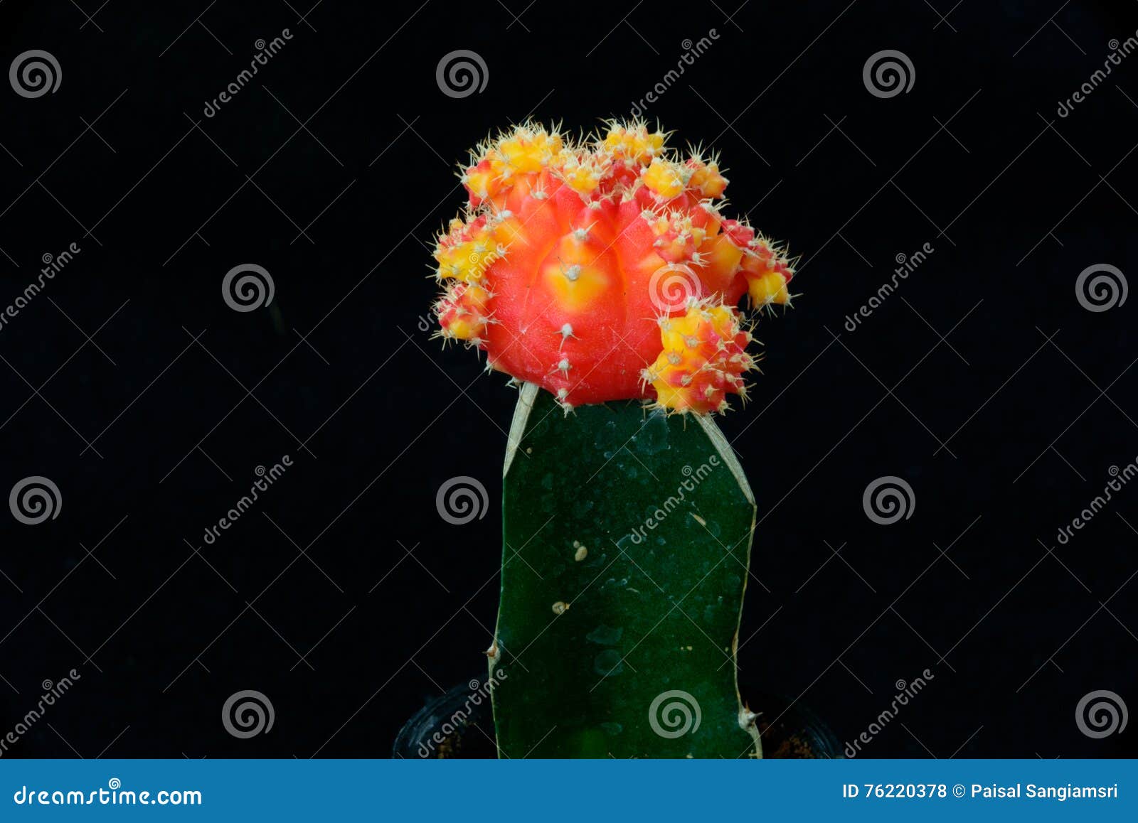 Red and yellow cactus stock photo. Image of prickly, flower - 76220378