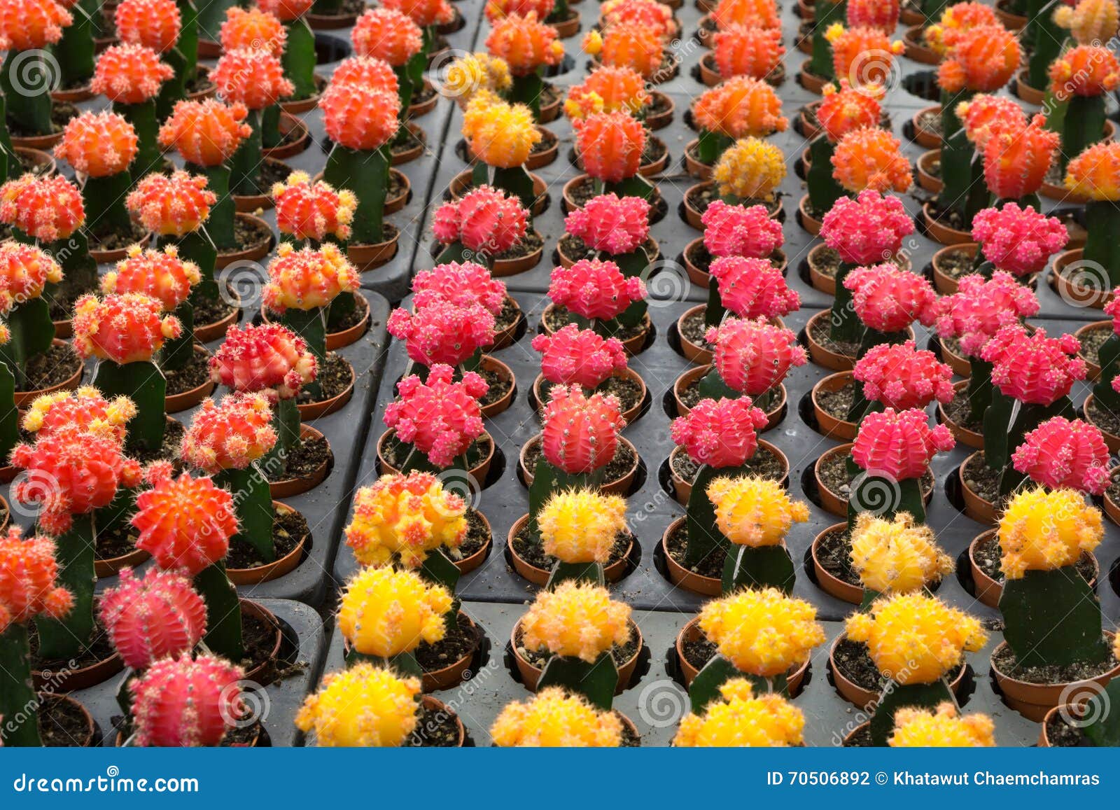 Red and Yellow Cactus Desert Plant. Stock Photo - Image of bloom ...