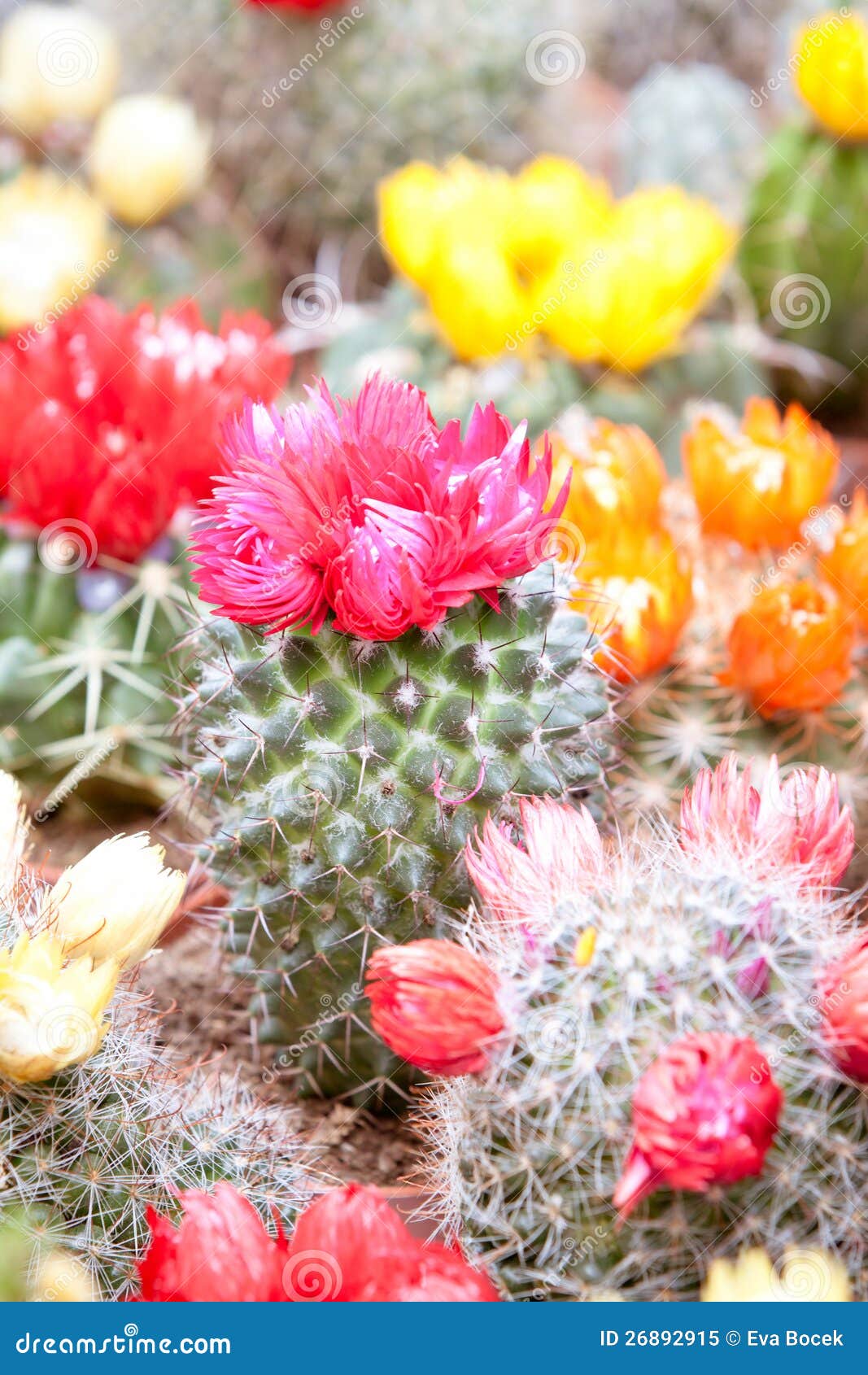 Red and Yellow Cactus Flowers Stock Image - Image of bristle, detail ...