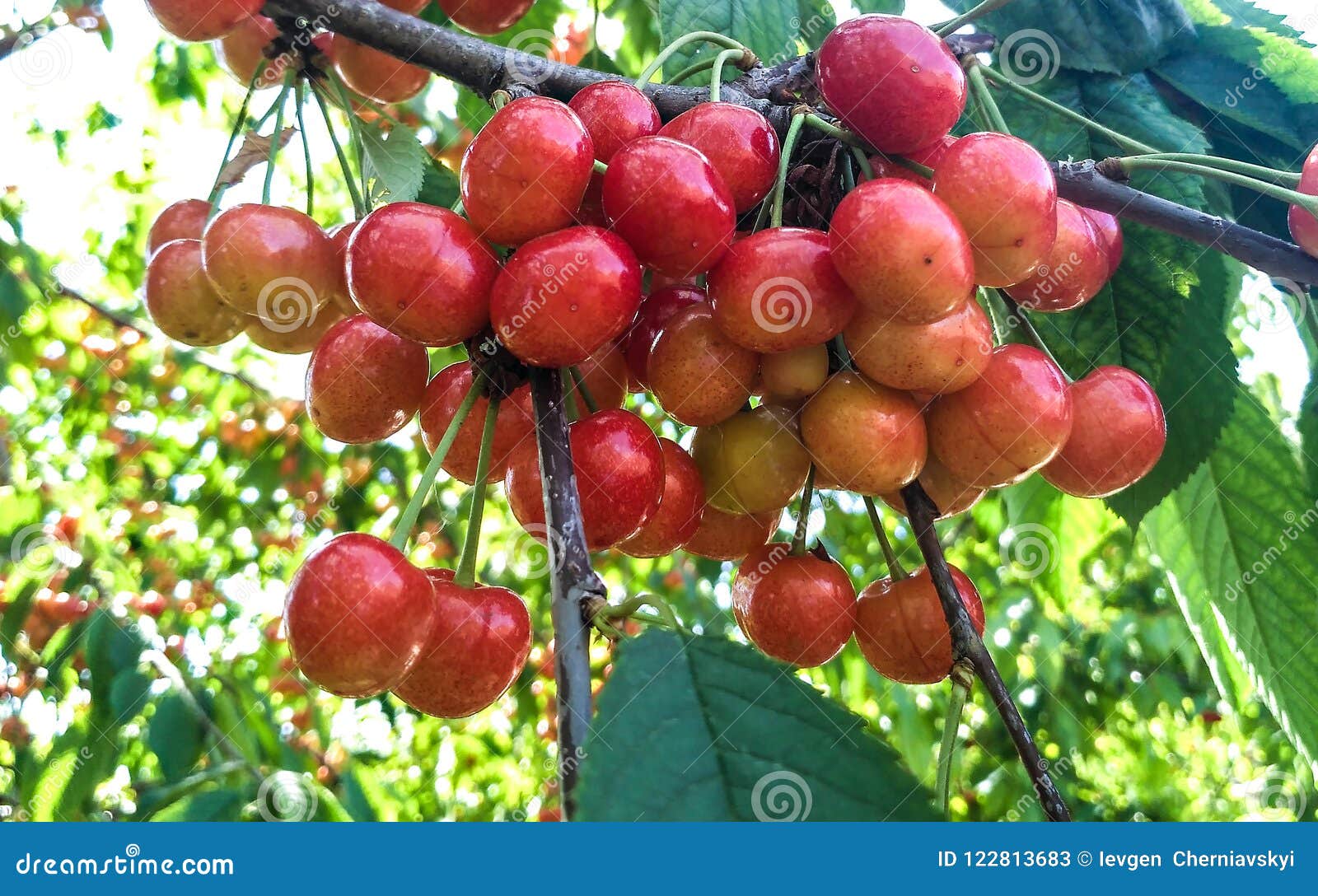 Red and Yellow Cherry Bunch in the Sun-drenched Garden Stock Image ...