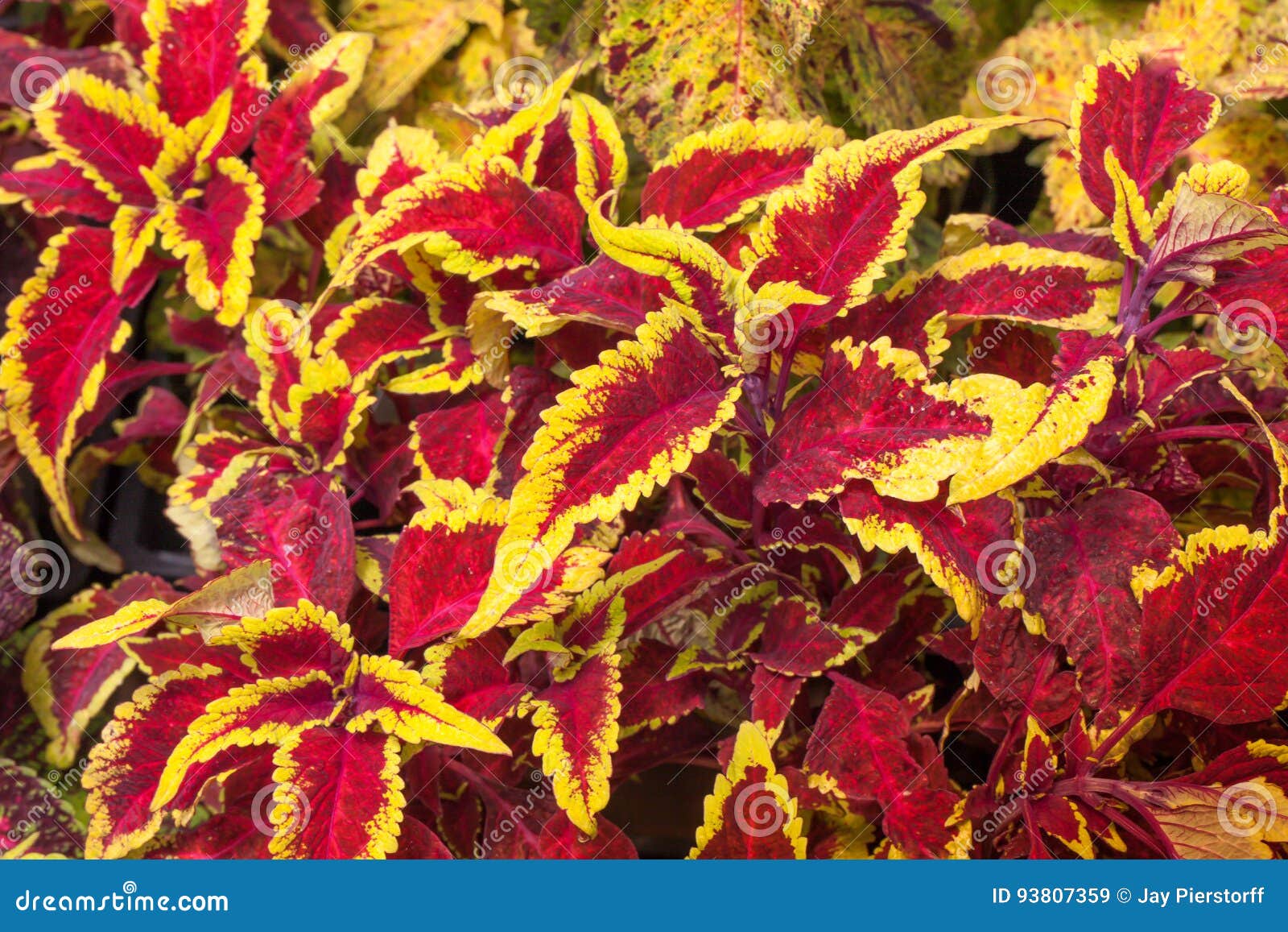 Red and Yellow Coleus stock image. Image of yellow, plants - 93807359