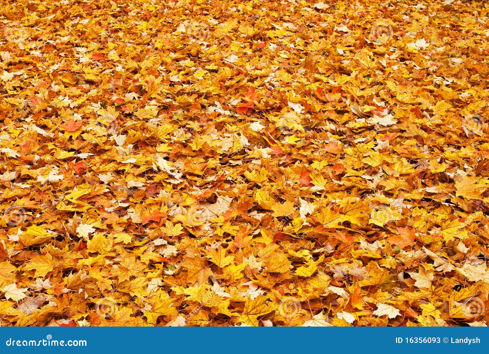 Red Yellow Colored Fall Leaves on the Ground Stock Image - Image of ...