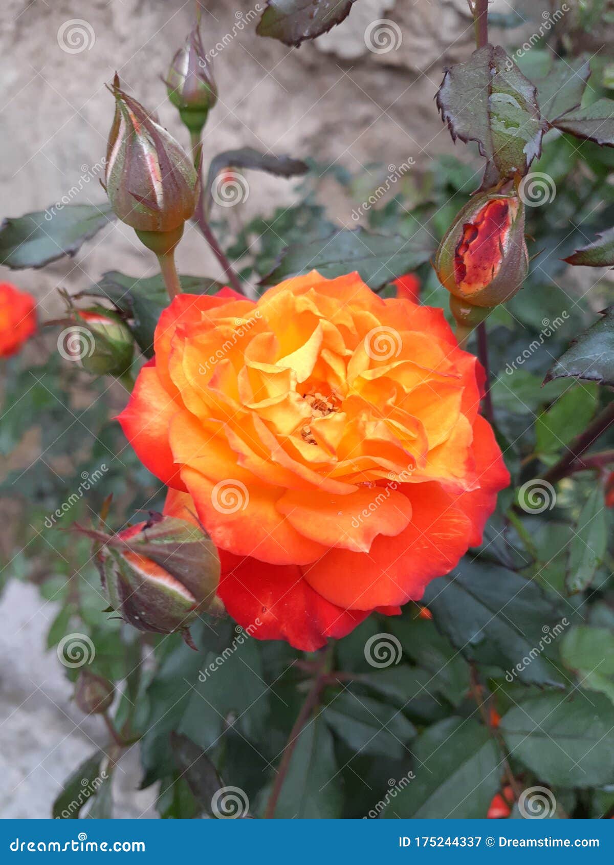 Red and Yellow Colors Mix Rose Stock Image - Image of yellow, rose ...
