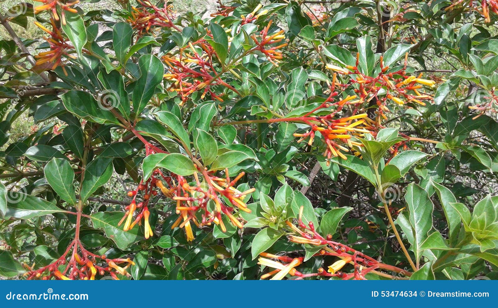 Red and yellow stock photo. Image of spring, yellow, plants - 53474634