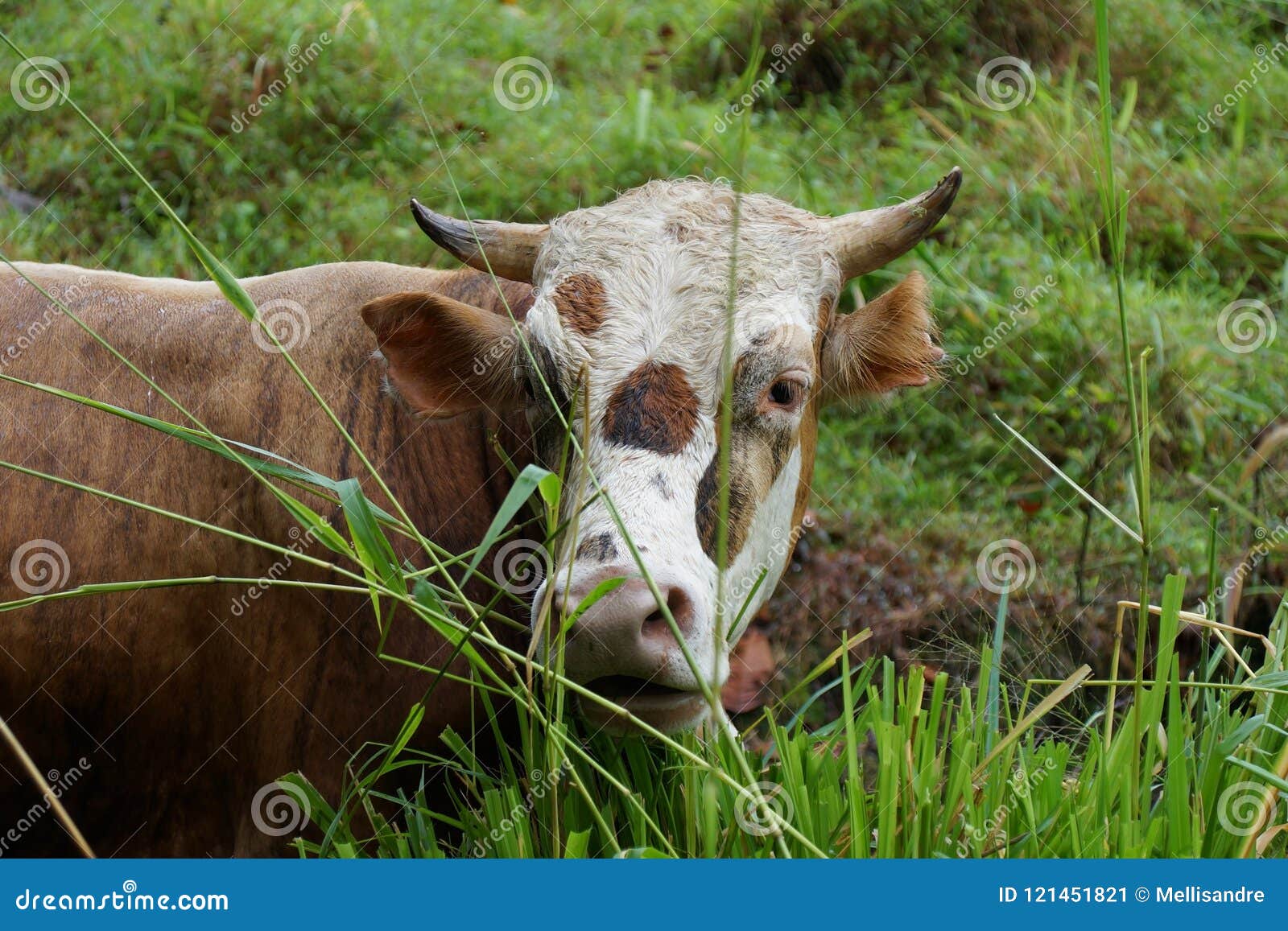 Red and Yellow Cow Portrait from the High Grass Side View Point Stock ...