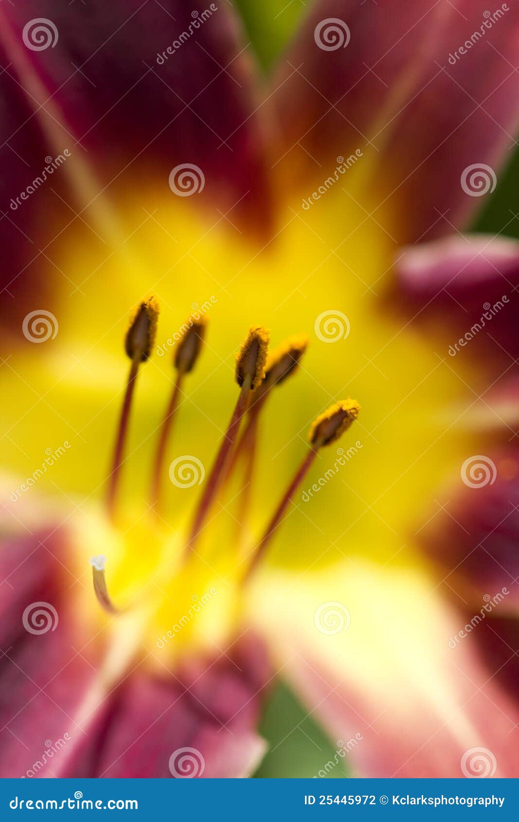 Red & Yellow Daylily Stamen Abstract Stock Photo - Image of daylily ...