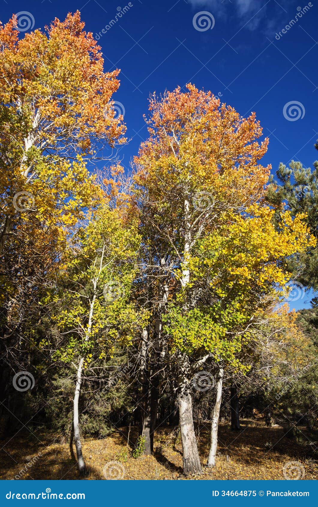 Red and Yellow Fall Aspen Trees Stock Image - Image of orange, leaves ...