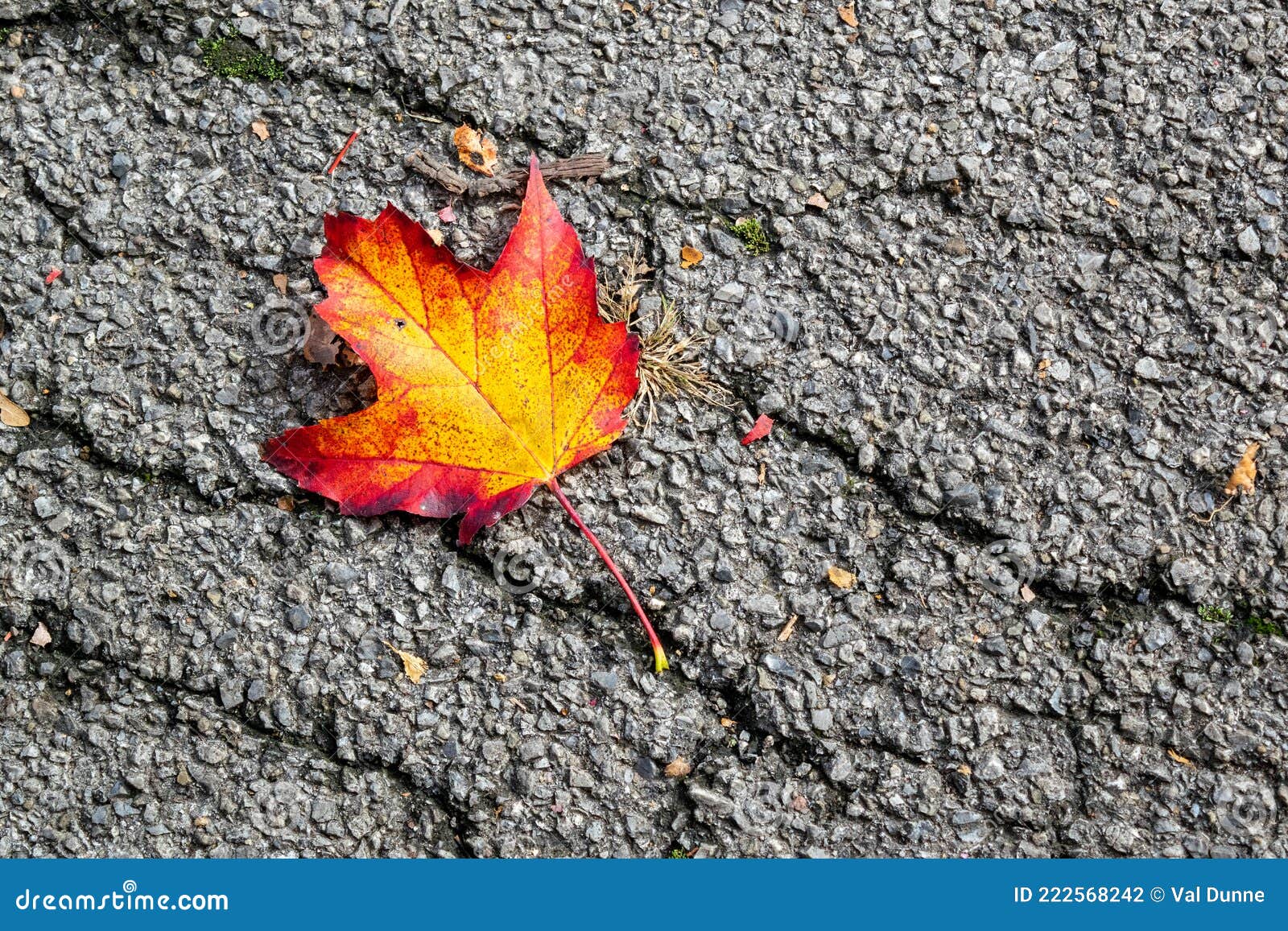 Red maple leaf on road stock photo. Image of contrast - 222568242