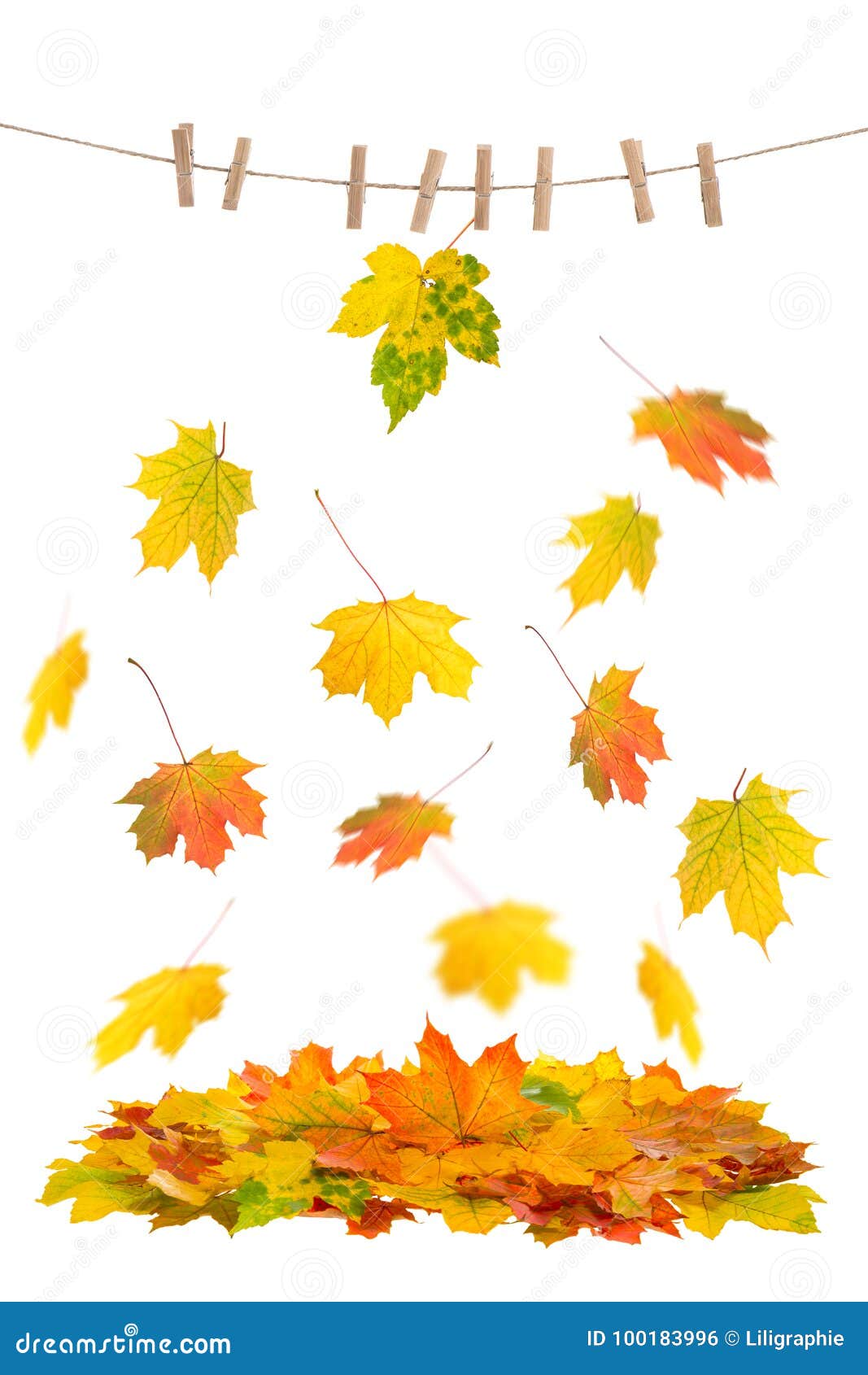 Red Yellow Falling Maple Leaves Autumn Leaf Clothes Line Stock Photo ...