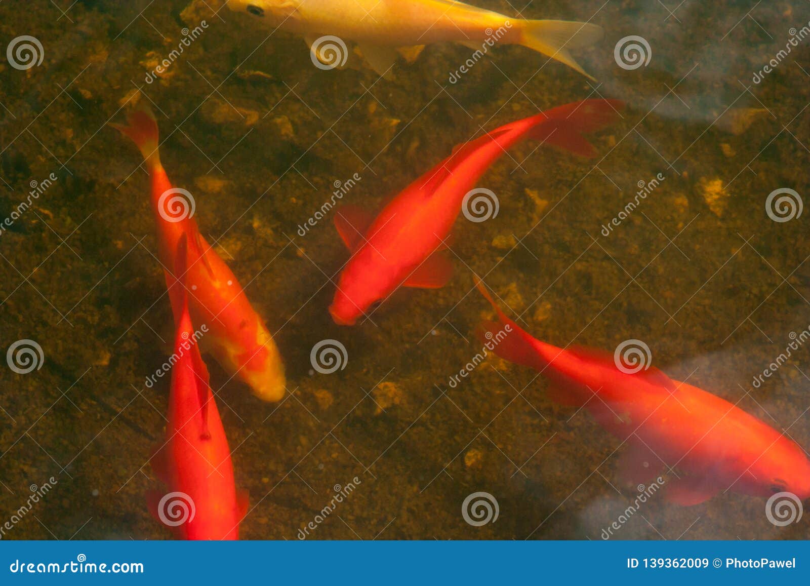 Farmed fish under water stock image. Image of aquatic - 139362009
