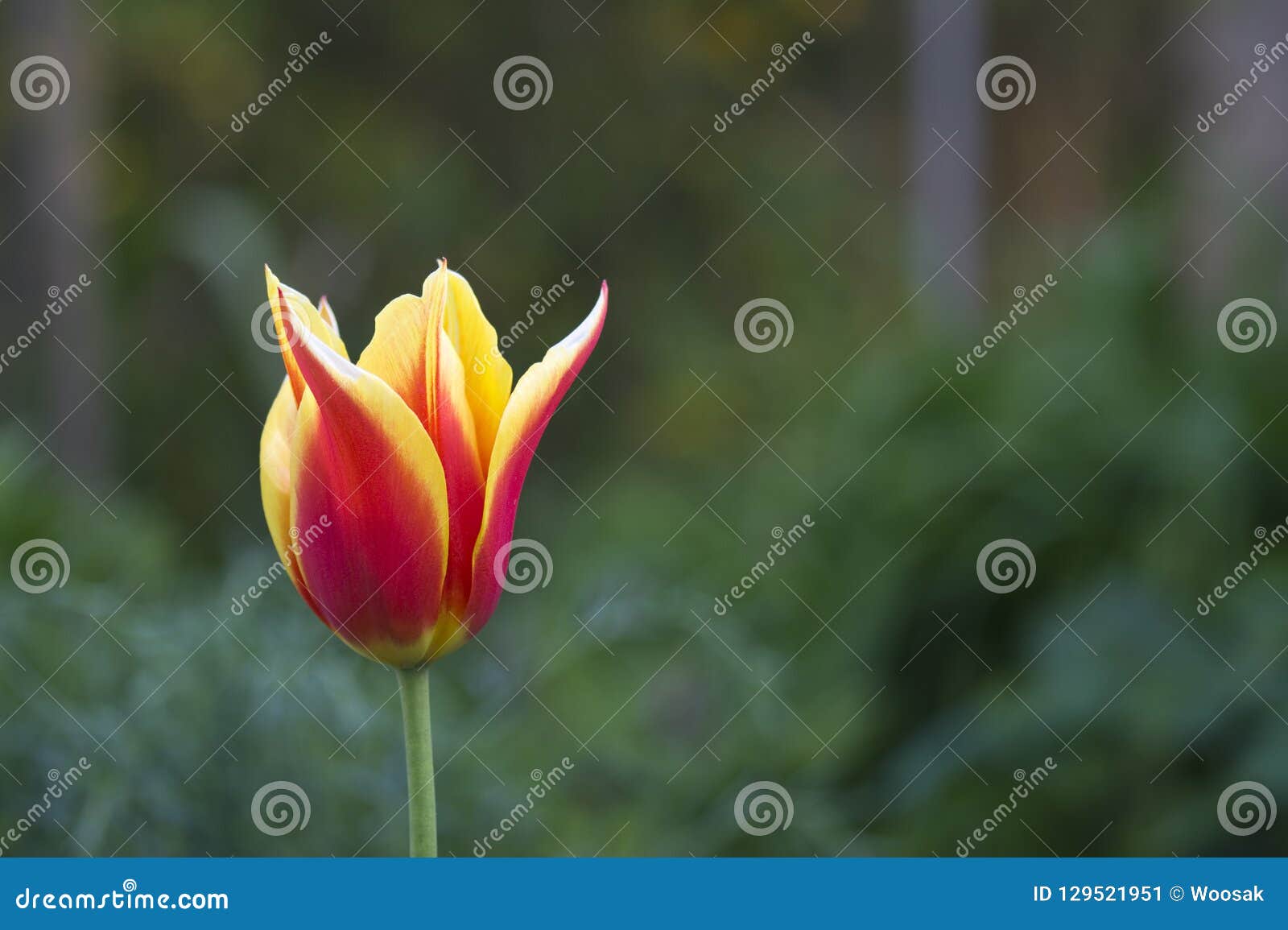 Red-yellow flame Tulip stock image. Image of green, leaf - 129521951