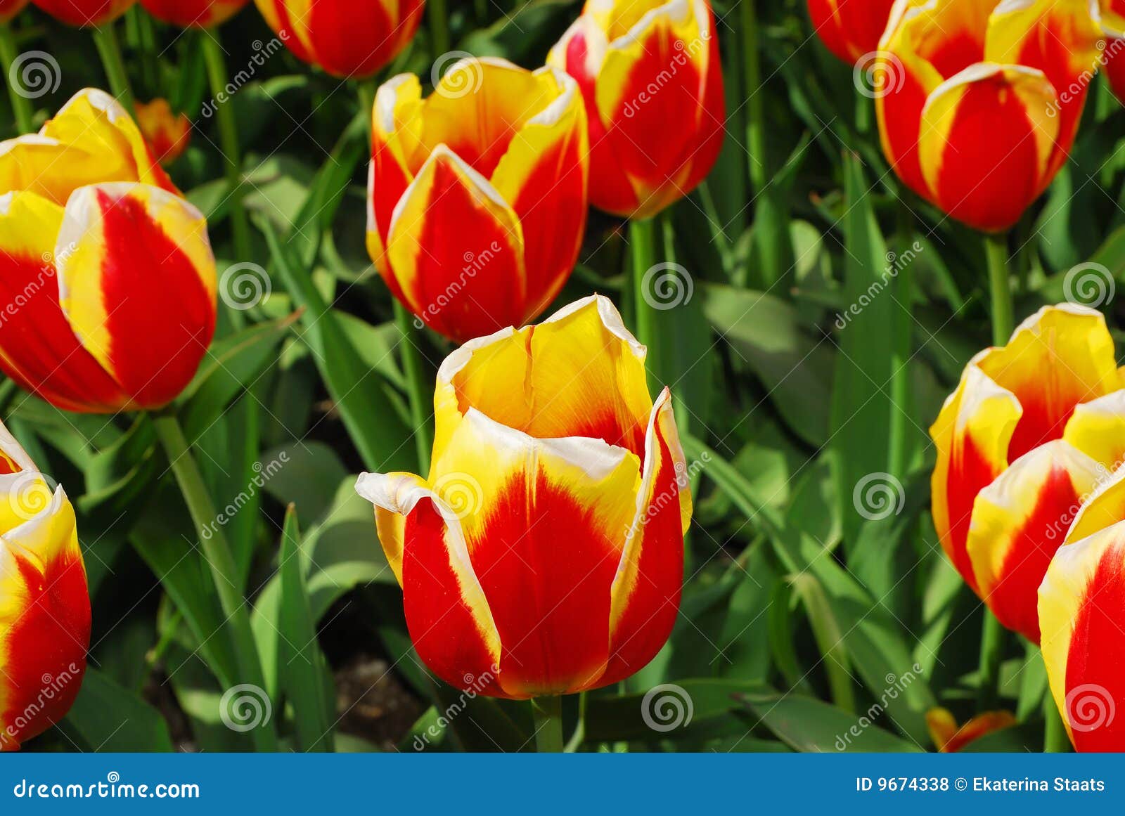 493 Red Flame Tulips Photos - Free & Royalty-Free Stock Photos from ...