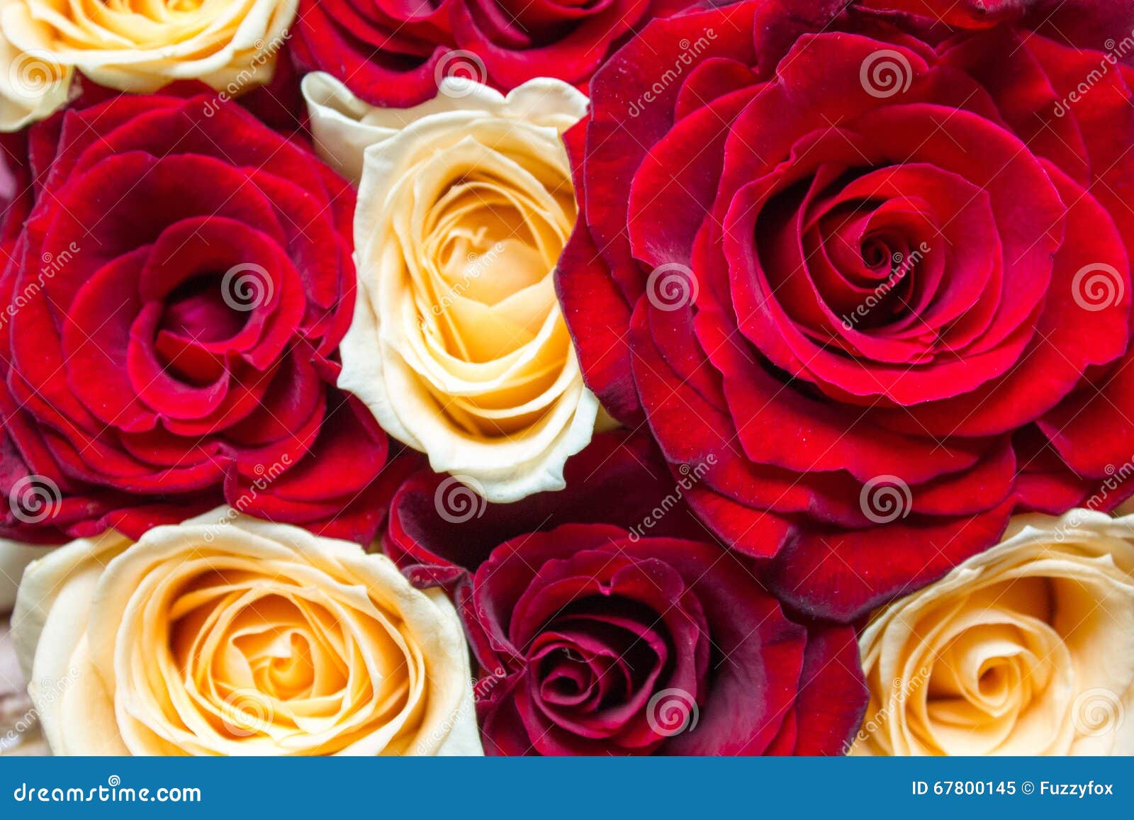Red and Yellow Floral Roses Background Stock Image - Image of ...