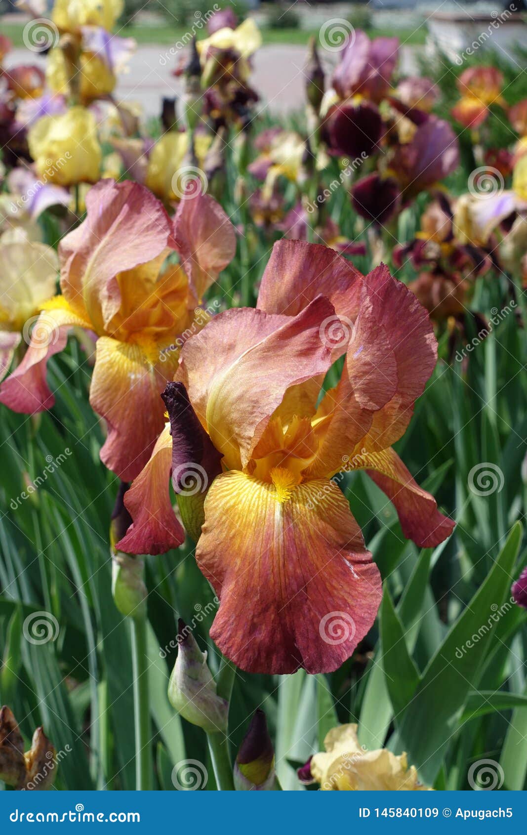 Red and Yellow Flower of Iris Stock Image - Image of leaf, falls: 145840109