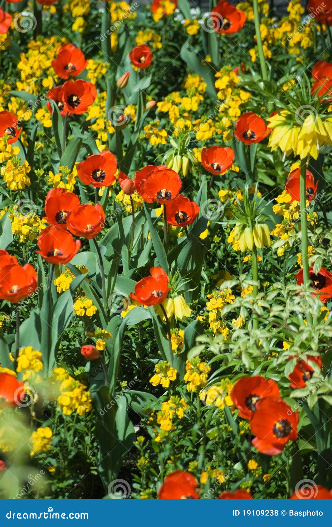 Red and Yellow flower bed stock photo. Image of outdoors - 19109238