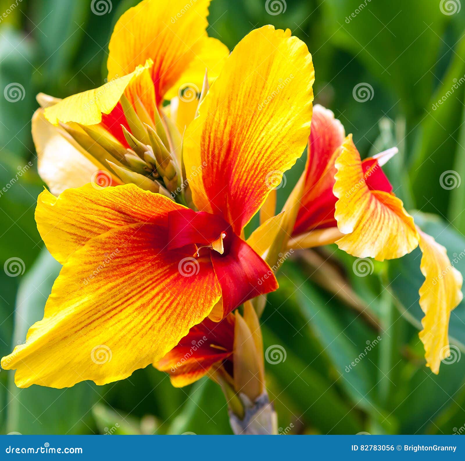 A Closeup of a Single Beautiful Red and Yellow Lily Flower. Stock Photo ...
