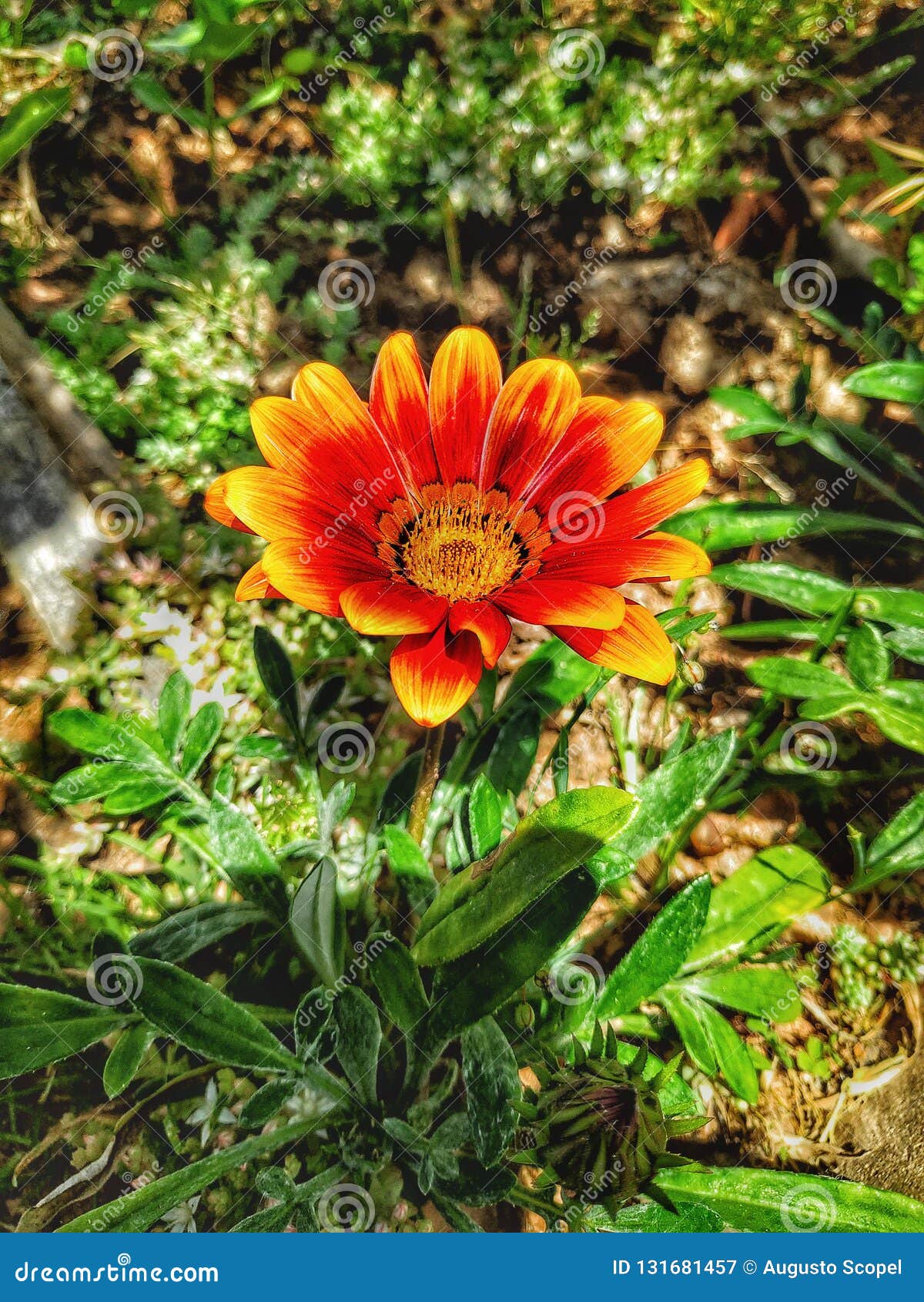 Red And Yellow Flower Stock Image Image Of Leaves White 131681457