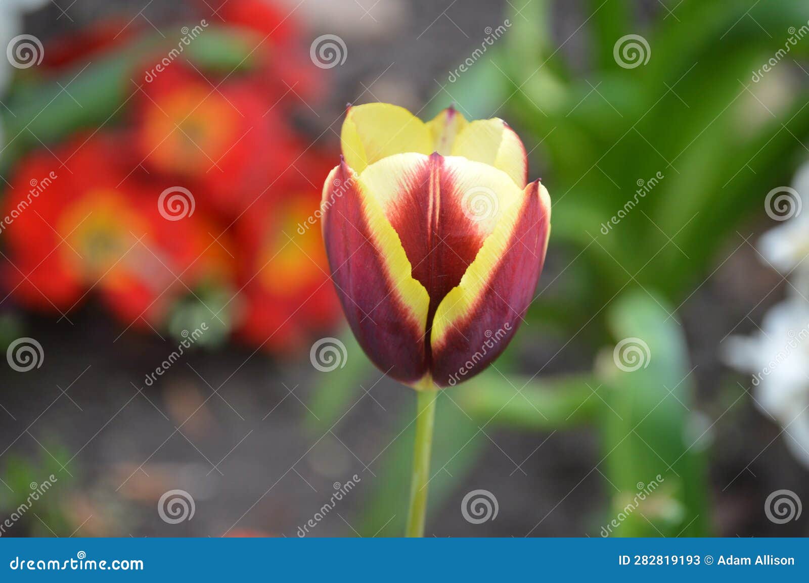 Red and Yellow Flower stock image. Image of lily, nottingham - 282819193
