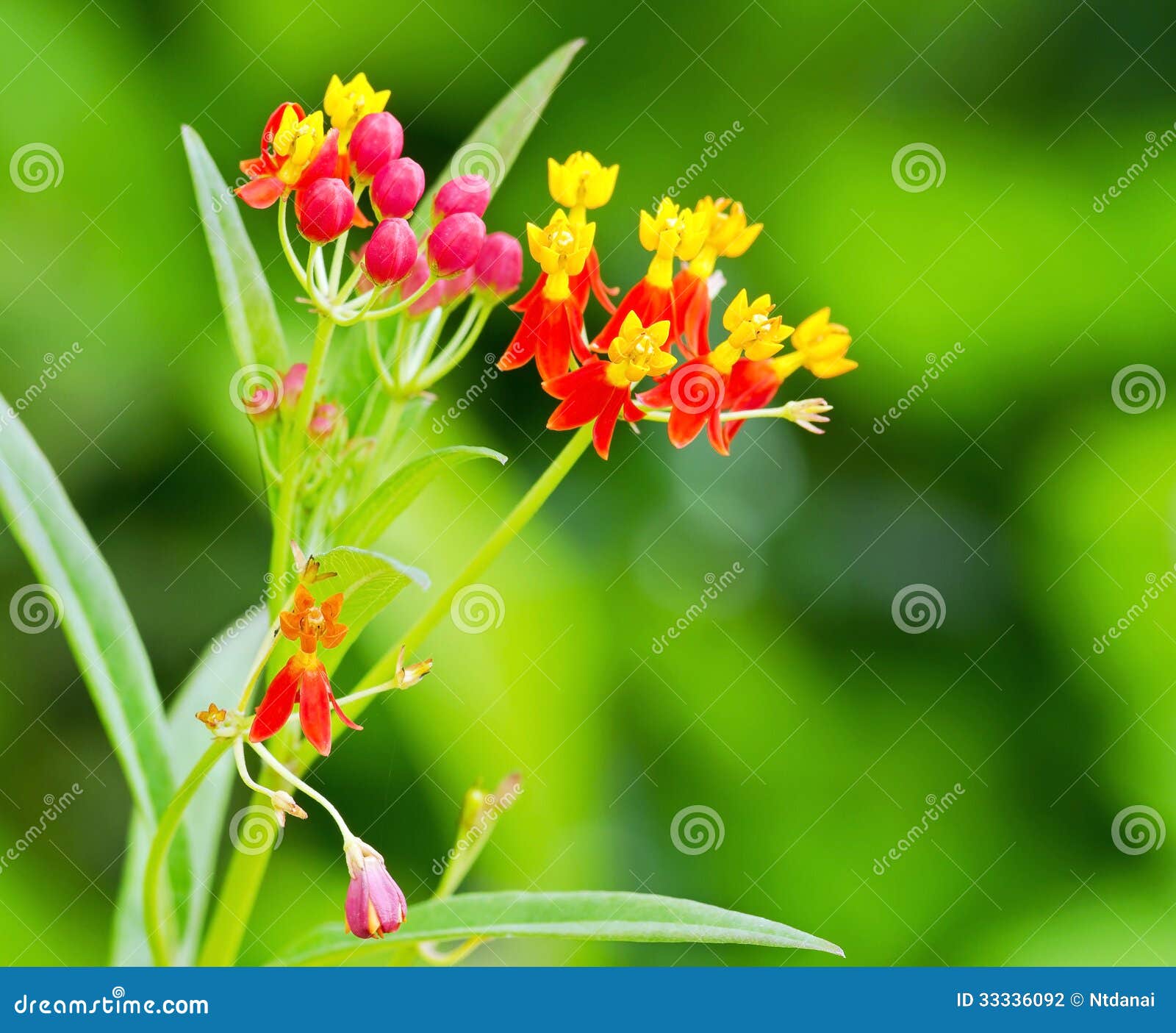 Red and Yellow Flower Plant Stock Photo - Image of blooming, flora ...