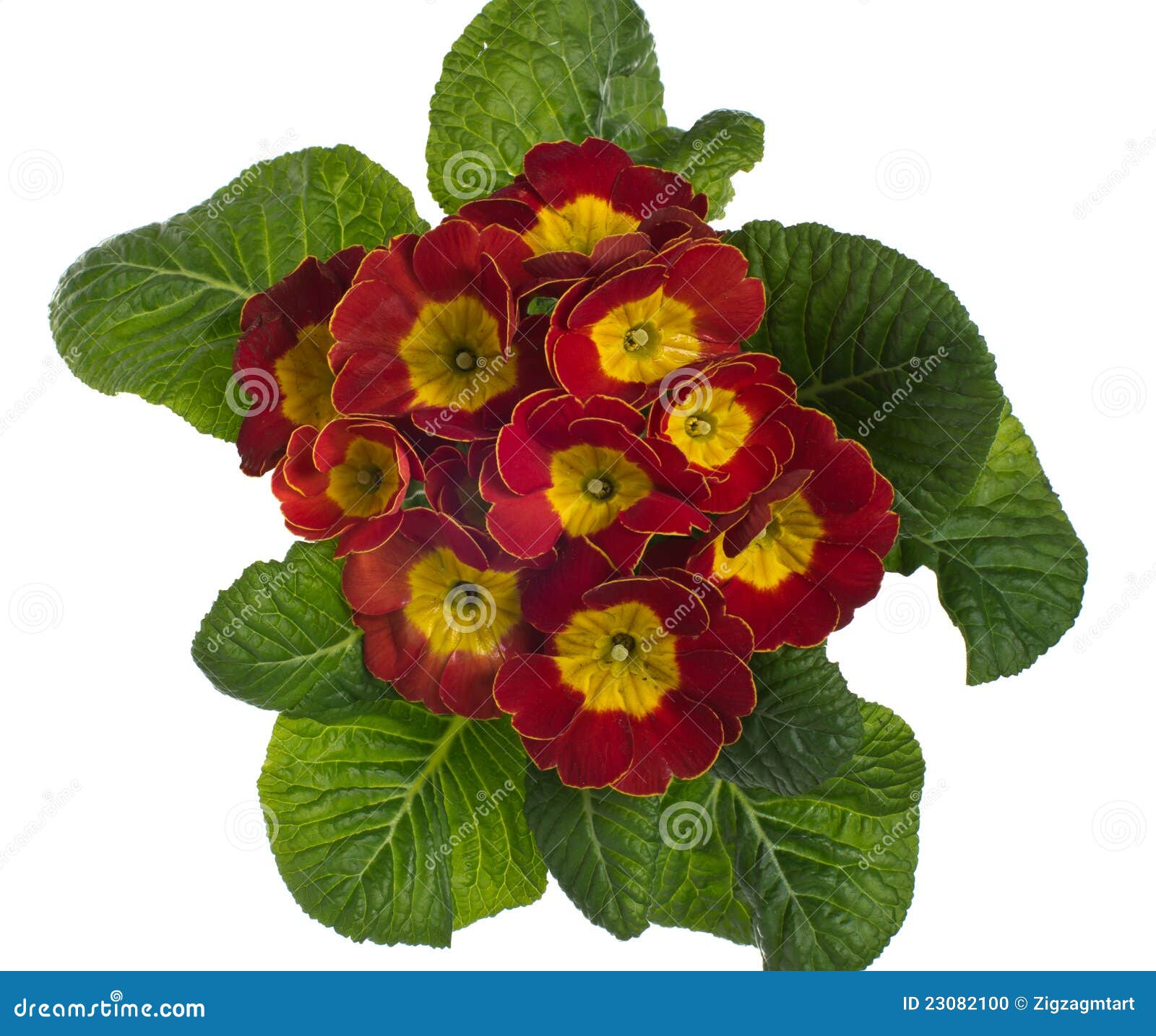 Red and Yellow Flowering Primrose Stock Photo - Image of growing ...
