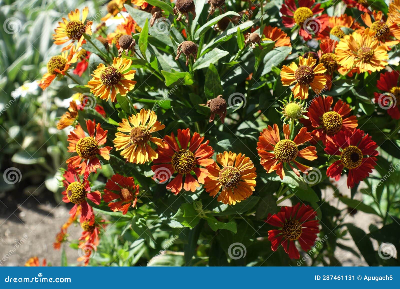 Red and Yellow Flowers of Helenium Autumnale Stock Image - Image of ...