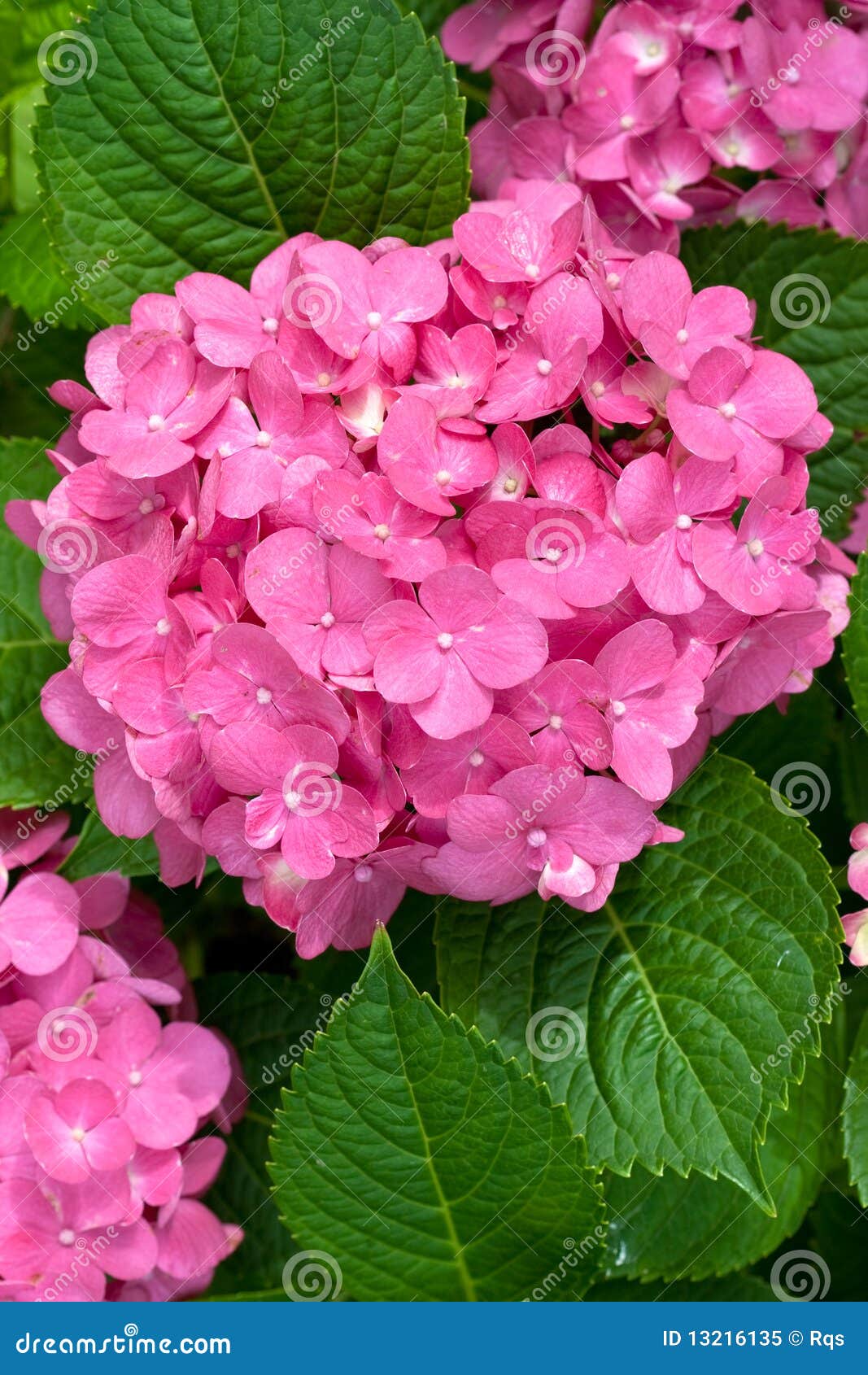 1,794 Yellow Hydrangea Leaves Stock Photos - Free & Royalty-Free Stock ...