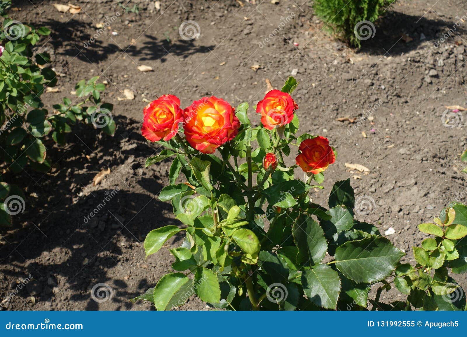 Red and Yellow Flowers of Rose Stock Image - Image of leaf, bloom ...