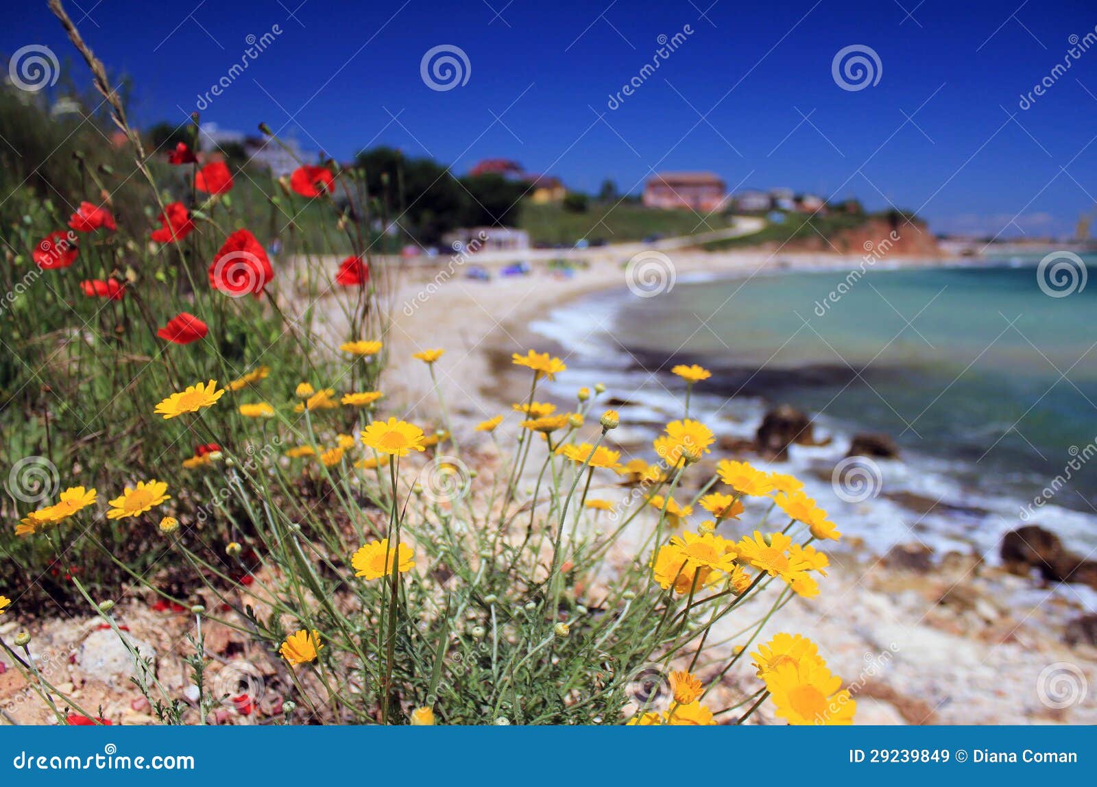 Red and Yellow Flowers at the Seaside Stock Image - Image of marine ...