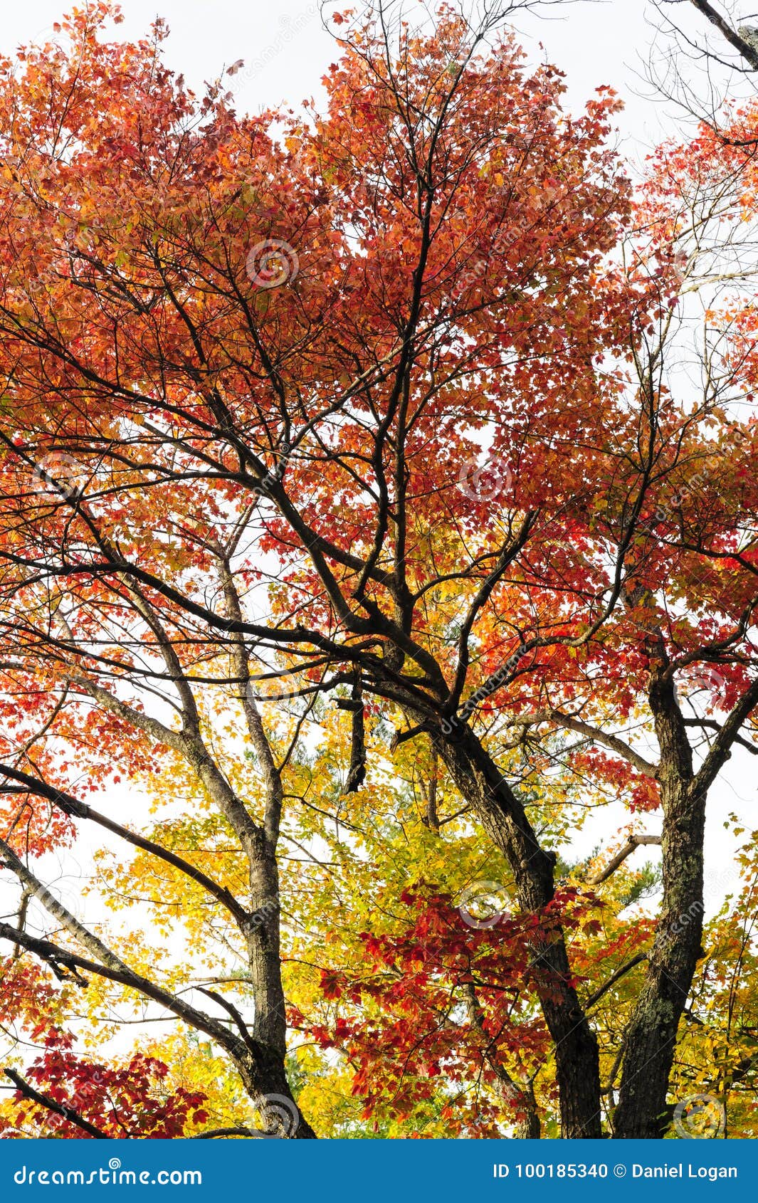 Red and yellow foliage stock photo. Image of england - 100185340