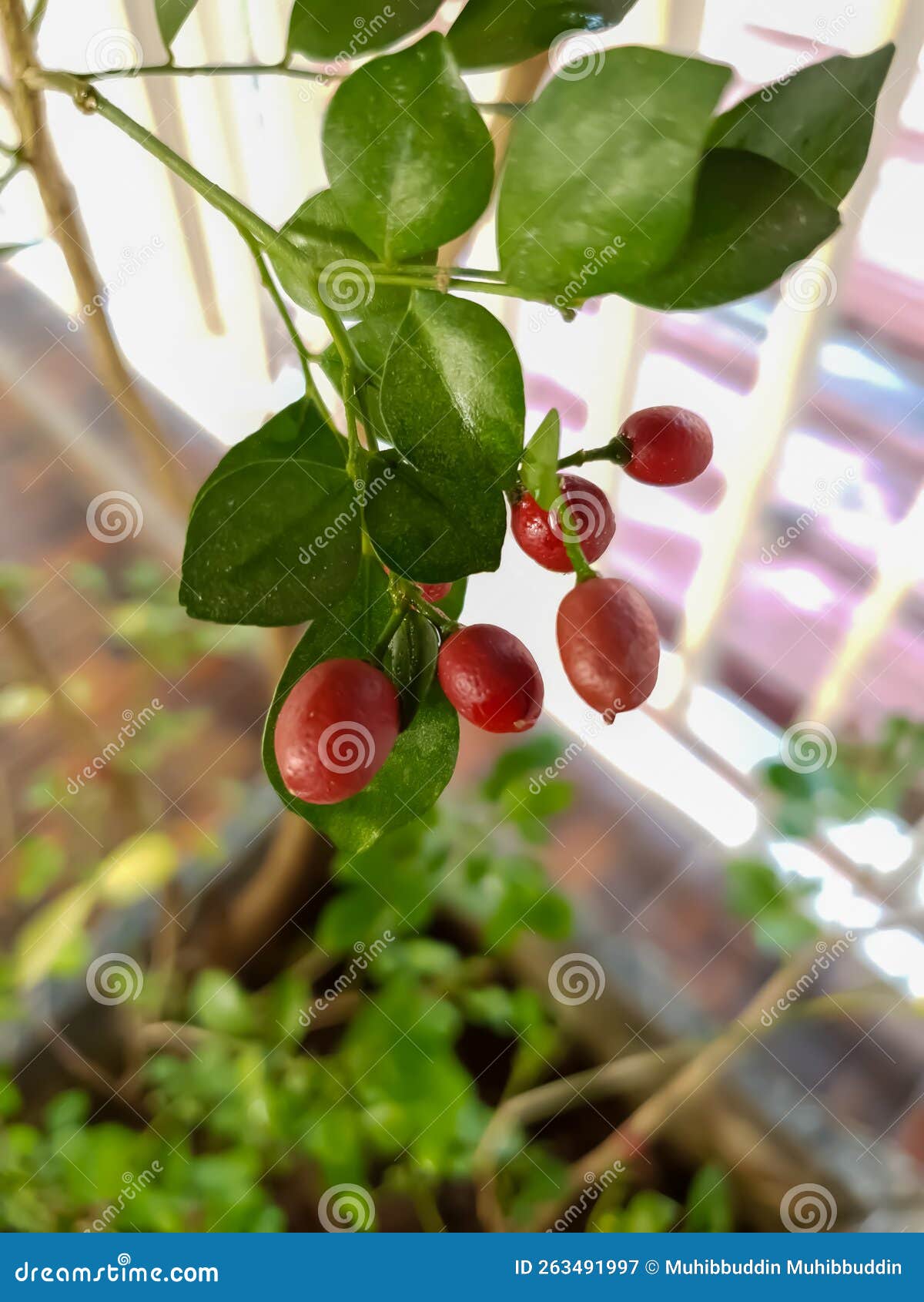 Red Yellow Fruit Grown in a Pot that is Located Outdoors Stock Image ...
