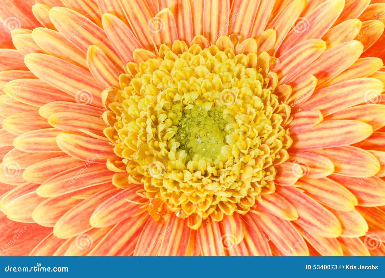 Red and Yellow Gerbera Macro Stock Image - Image of color, white: 5340073