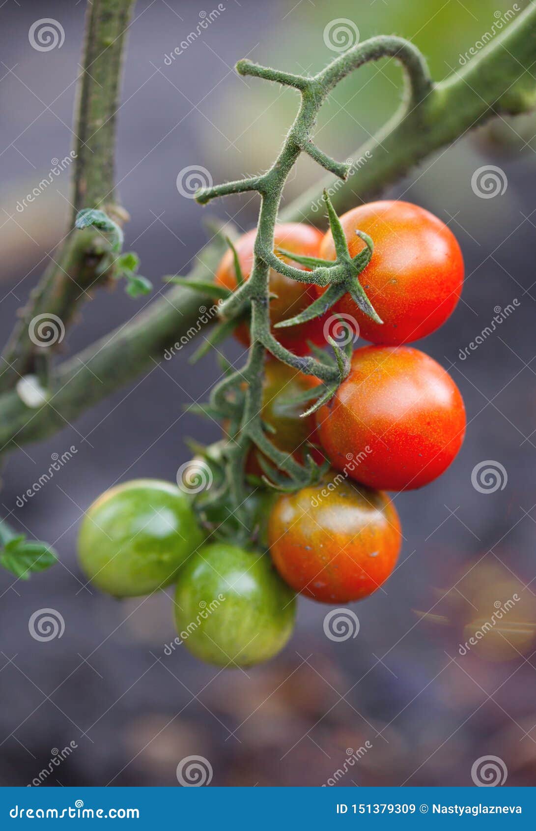 Tomato on the bush stock image. Image of farm, sunlight - 151379309