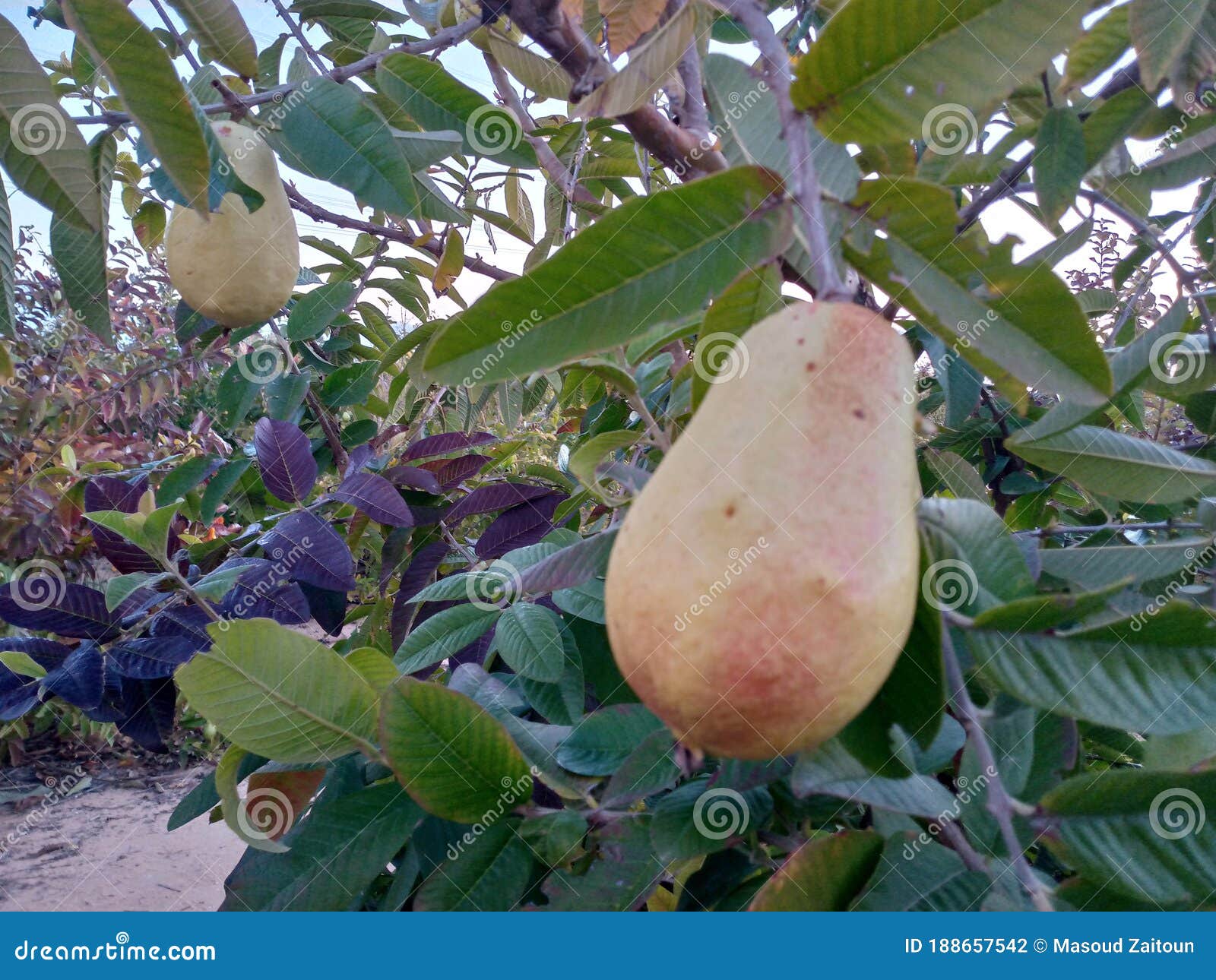 Red-yellow Guava fruit stock photo. Image of fruit, amazing - 188657542