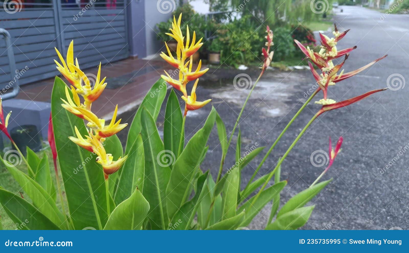 Red Yellow Heliconia Psittacorum Flower By The Garden Stock Video