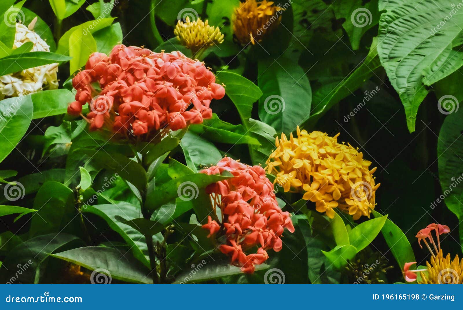 Red and Yellow Hydrangeas among Foliage Stock Photo - Image of green ...