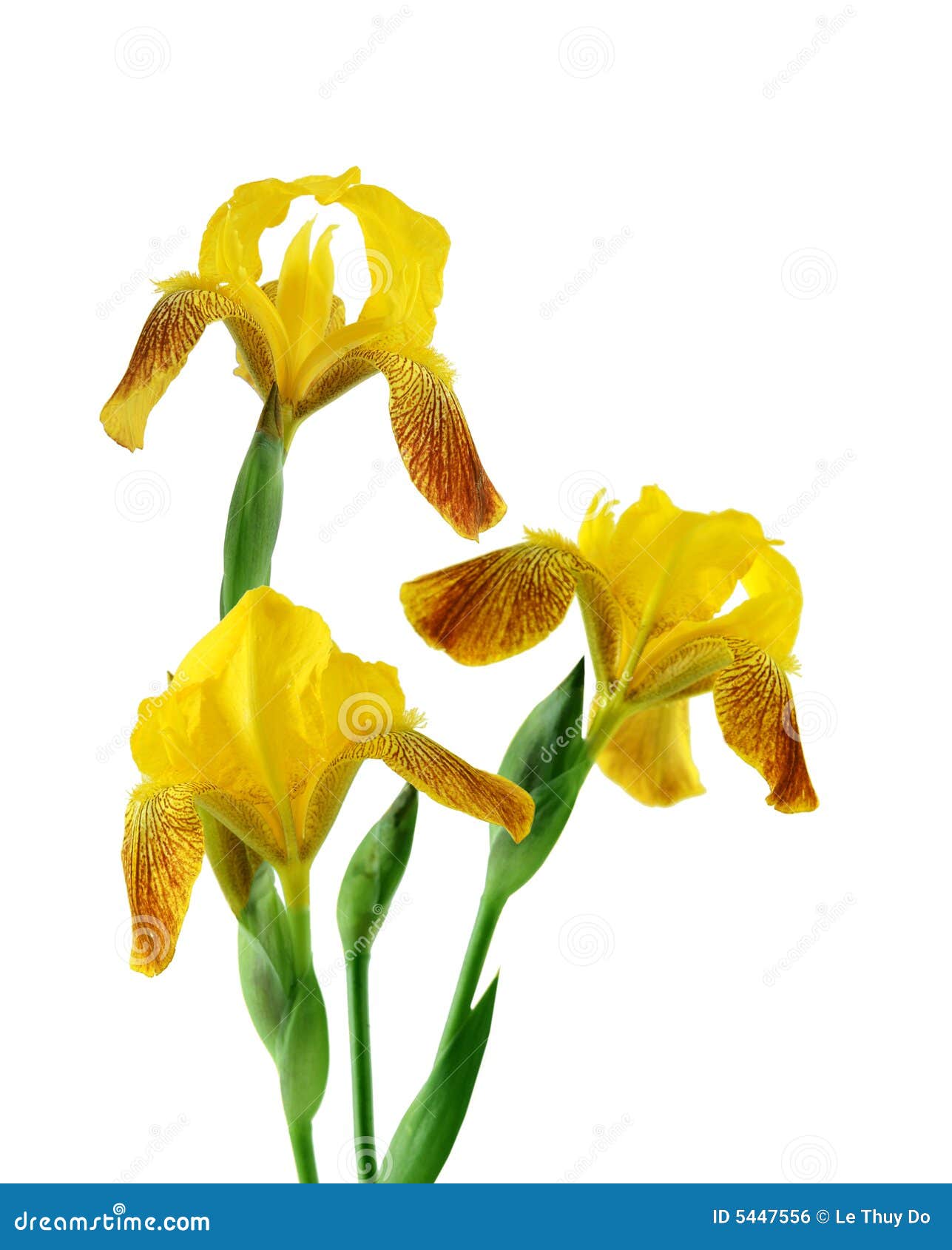 Red Yellow Iris stock photo. Image of june, brown, botany - 5447556