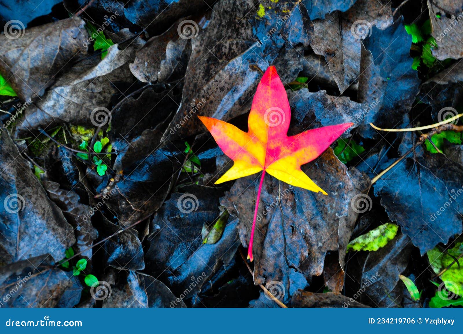 Red and Yellow Leaf on Ground Background Stock Photo - Image of street ...