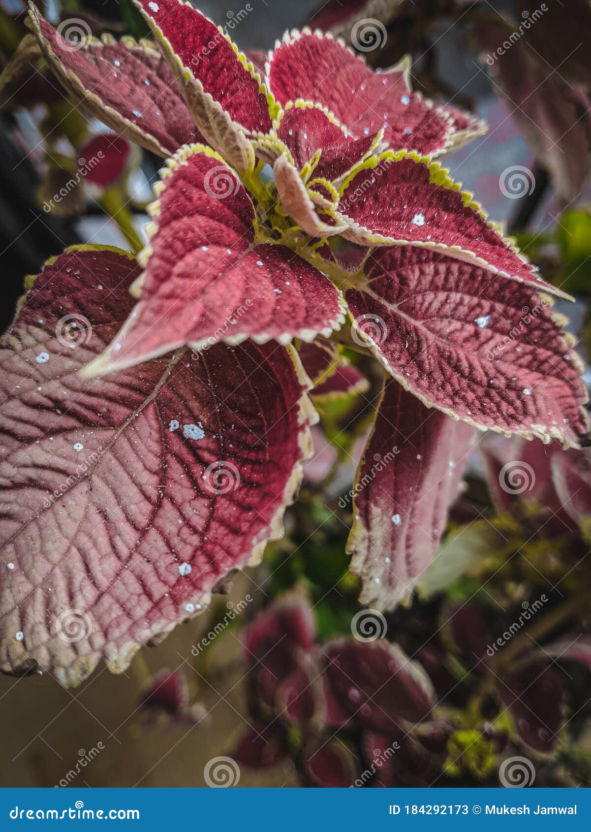 Red and yellow leaf plant. stock image. Image of leaf - 184292173