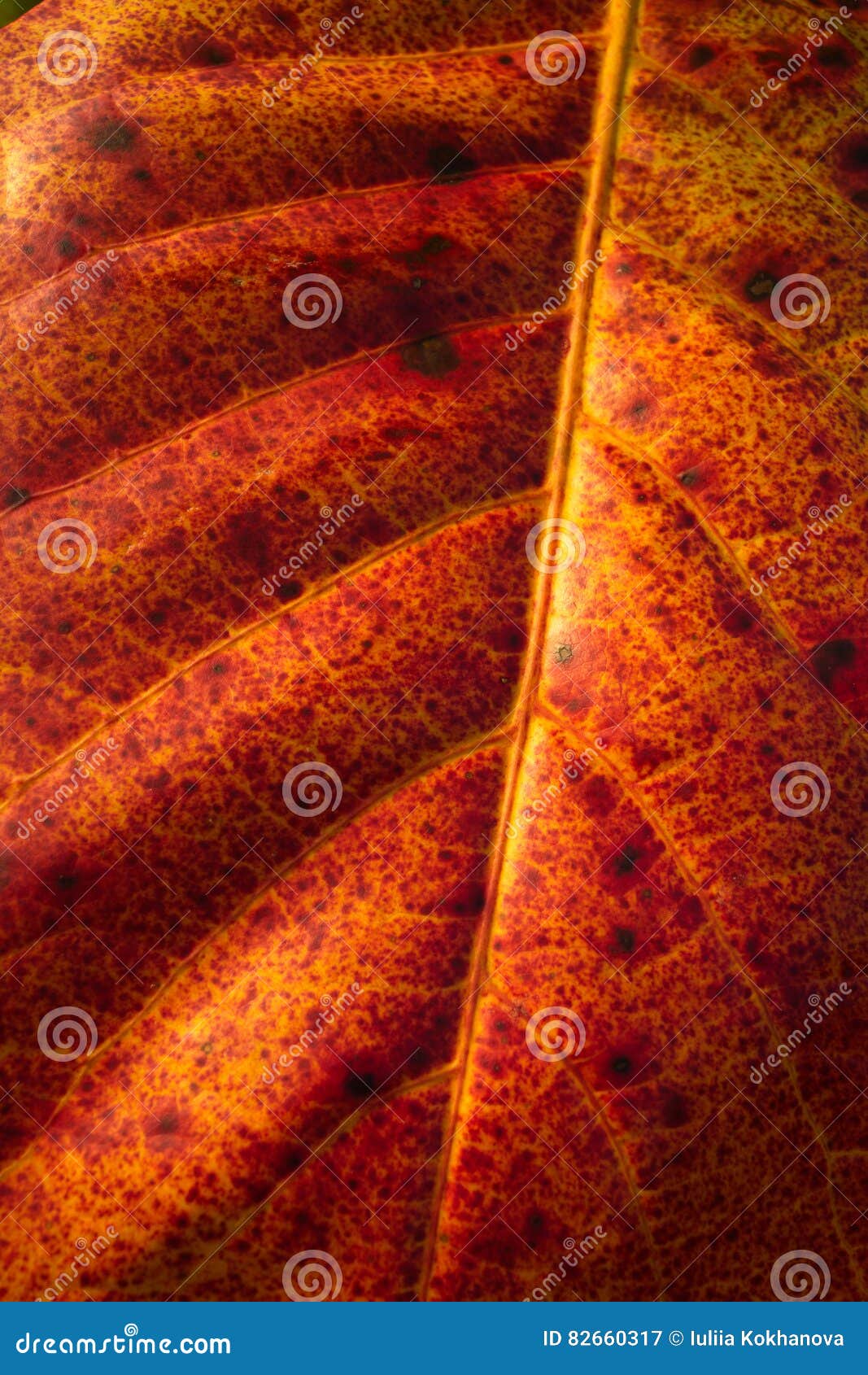 Red-yellow leaf of a plant stock image. Image of tropical - 82660317