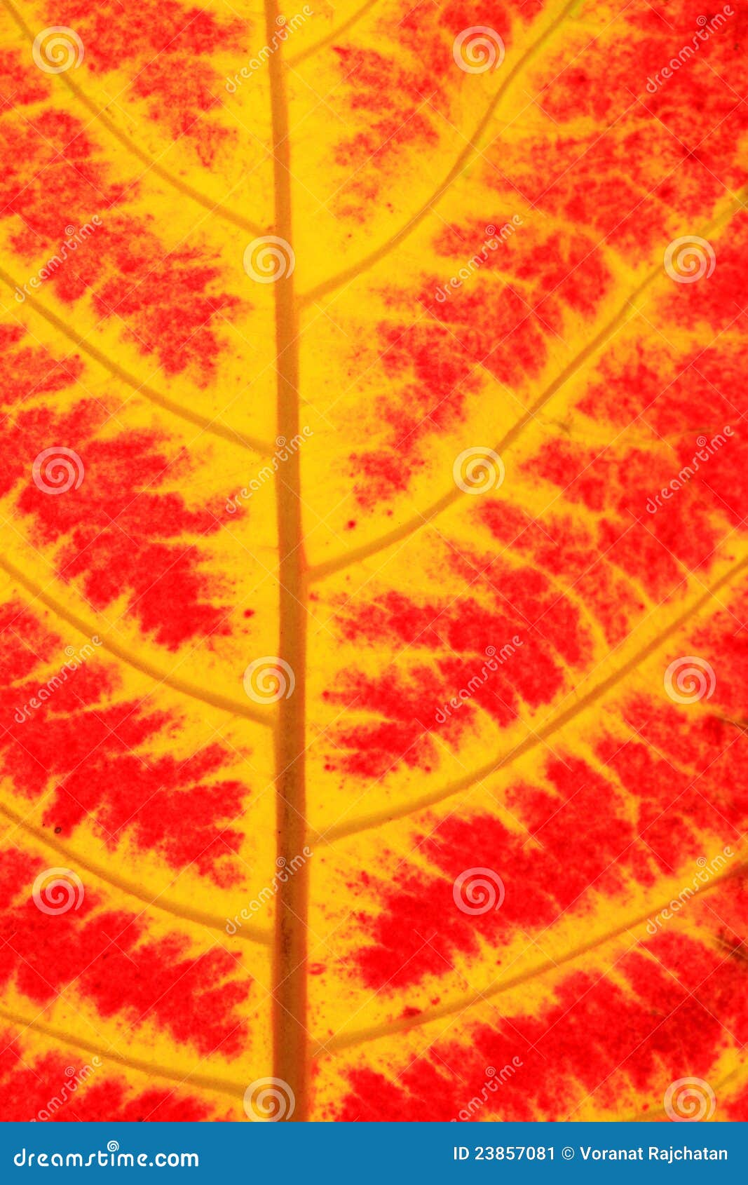 Red and yellow leaves stock image. Image of nature, forest - 23857081