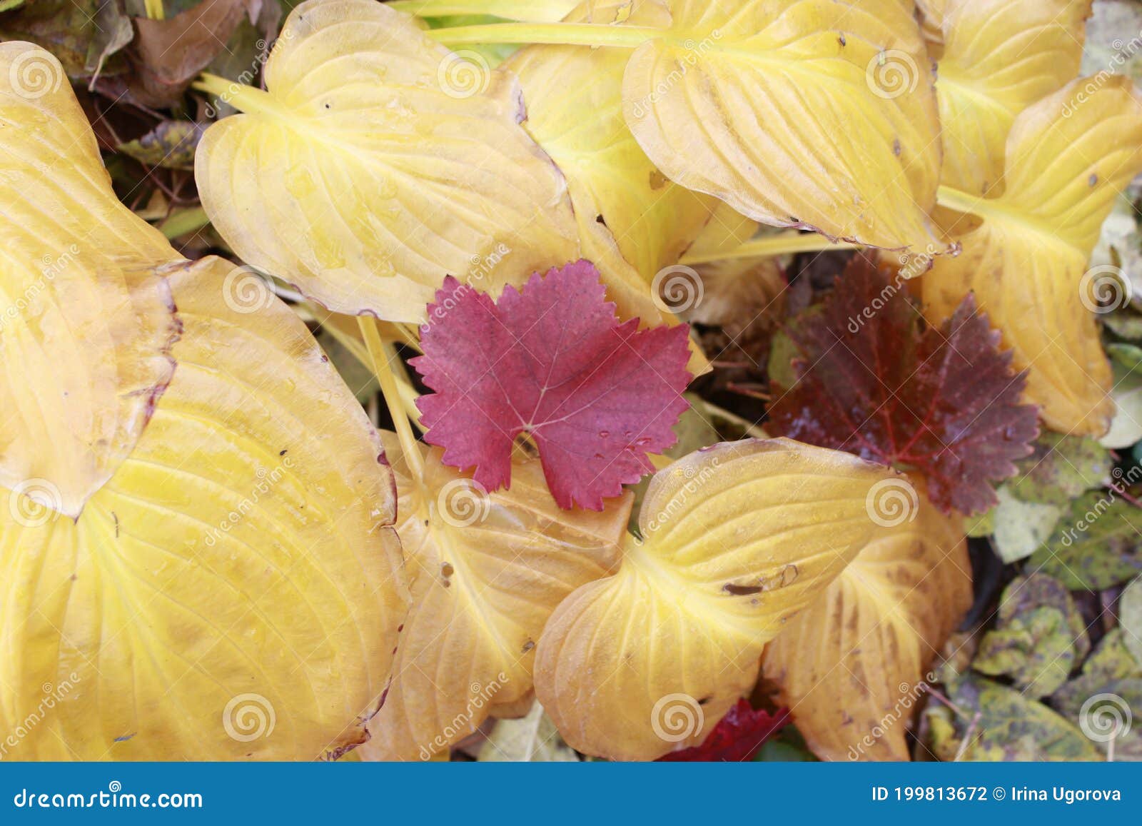 Red and yellow leaves. stock photo. Image of plant, garden - 199813672
