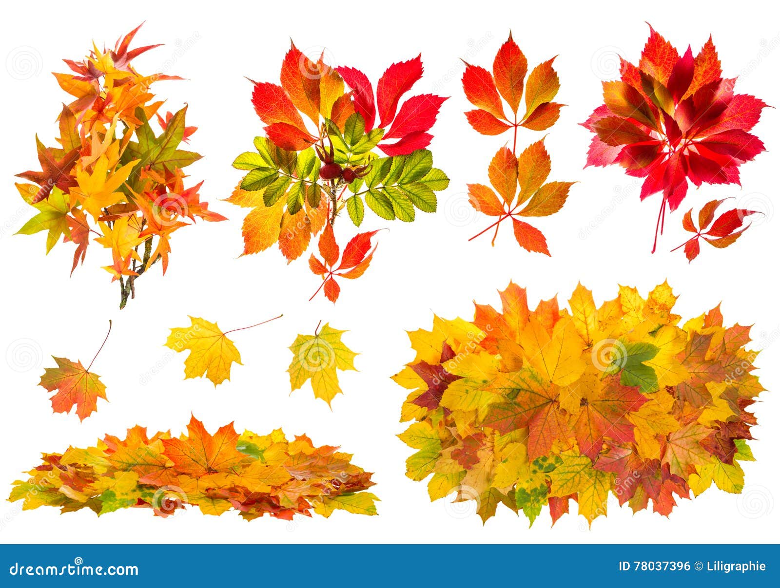 Red and Yellow Leaves. Autumn Nature Objects Set Stock Photo - Image of ...