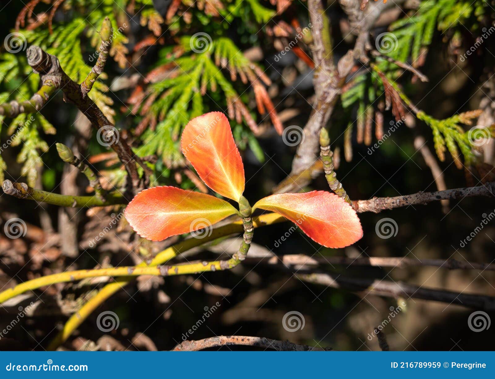 Red and yellow leaves stock image. Image of april, leaves - 216789959