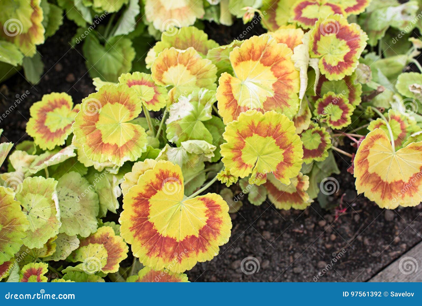 Red and Yellow Leaves of Pelargonium Stock Photo - Image of close ...
