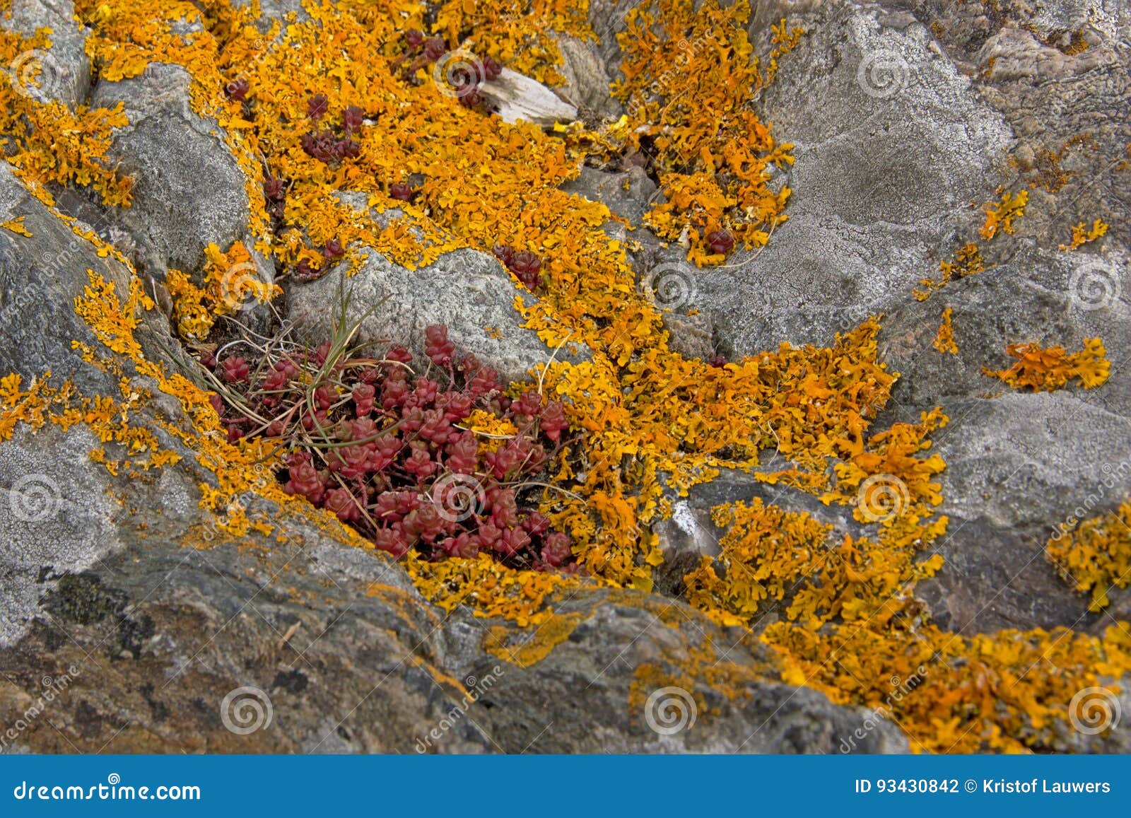 Red and Yellow Lichen on a Rock Stock Photo - Image of crack, details ...