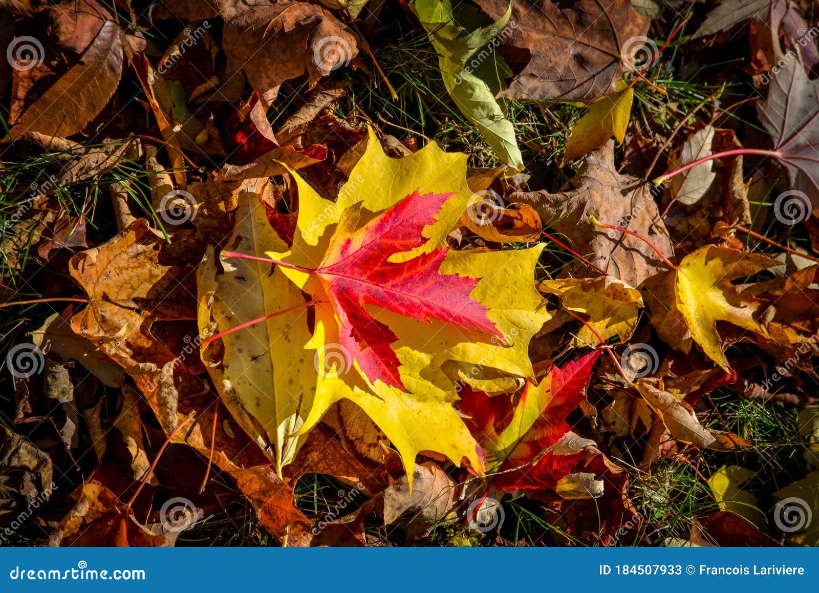 Red and Yellow Maple Leaves in Fall in Quebec Stock Image - Image of ...