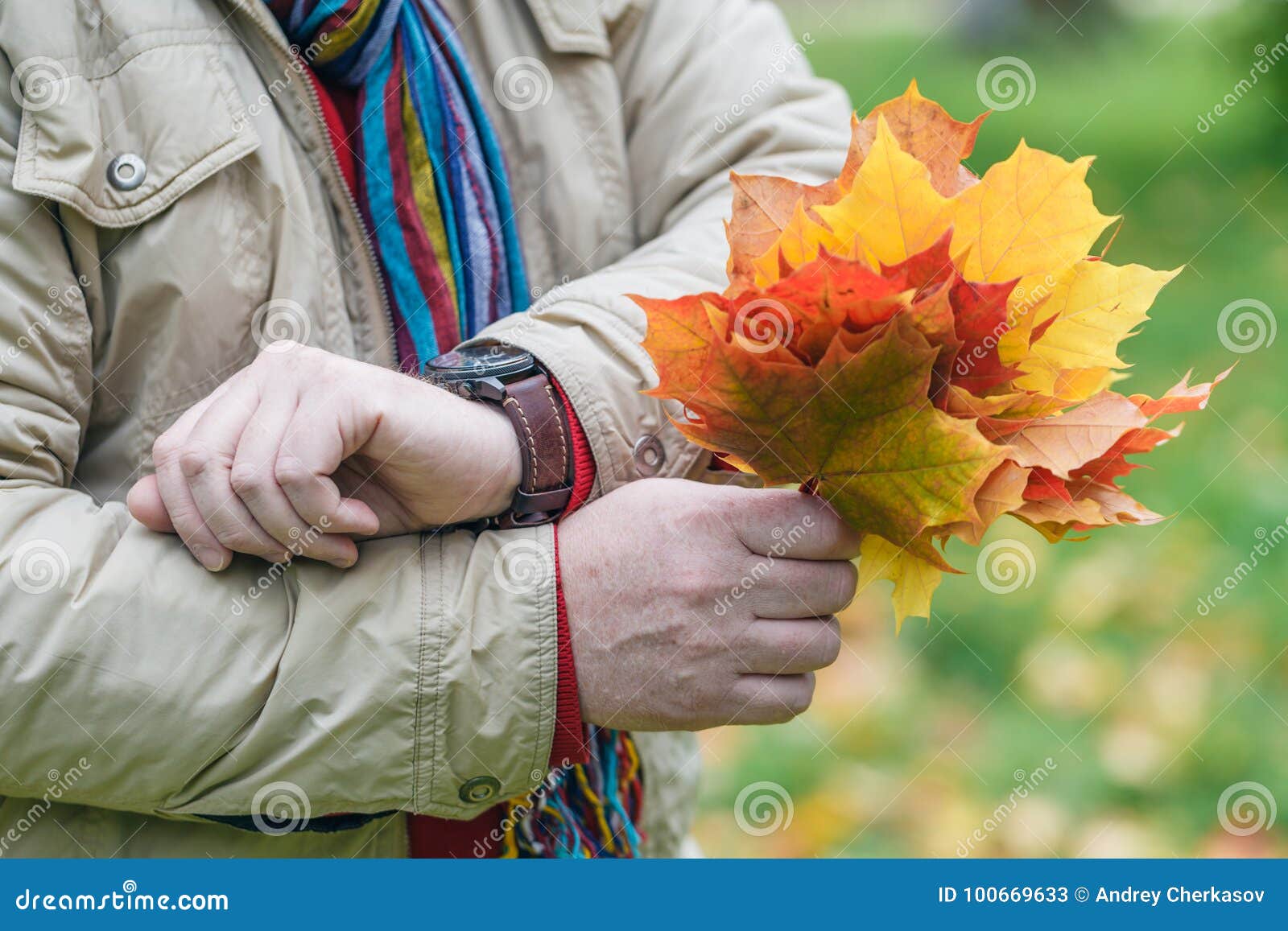 Red and Yellow Maple Leaves in Hands Stock Image - Image of closeup ...