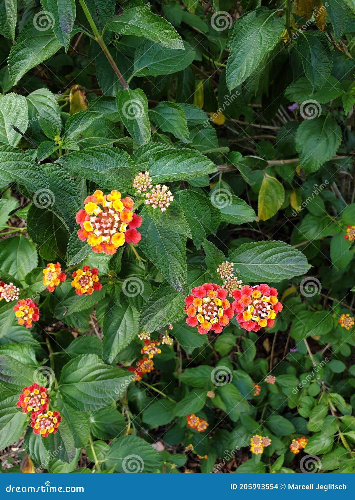 Red, Yellow and Orange Flowers Stock Photo - Image of green, yellow ...