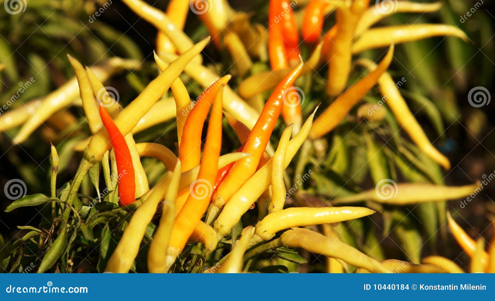 Red and yellow pepper stock photo. Image of food, close - 10440184