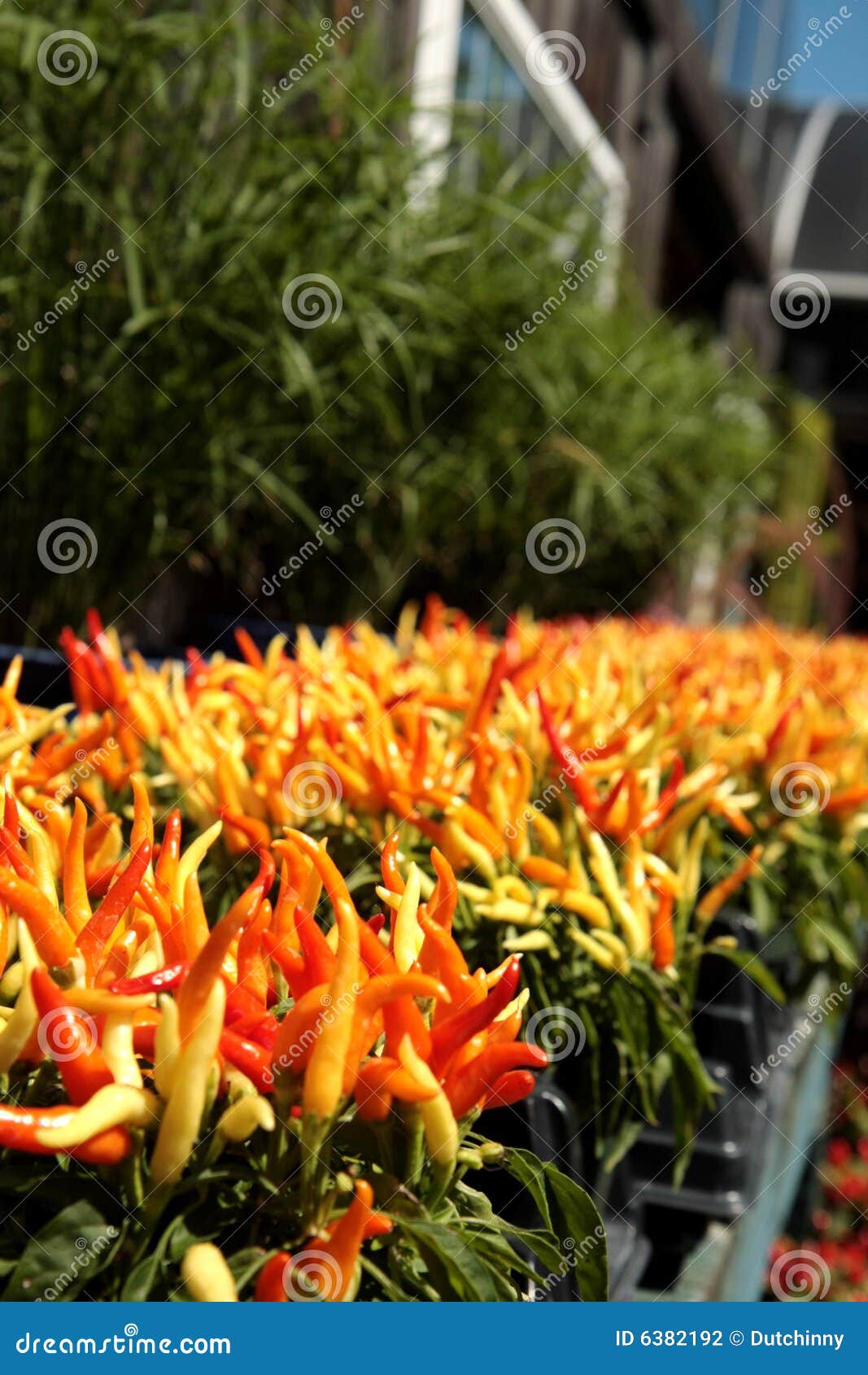 Red and Yellow Pepper Plants Stock Photo - Image of plants, peppers ...